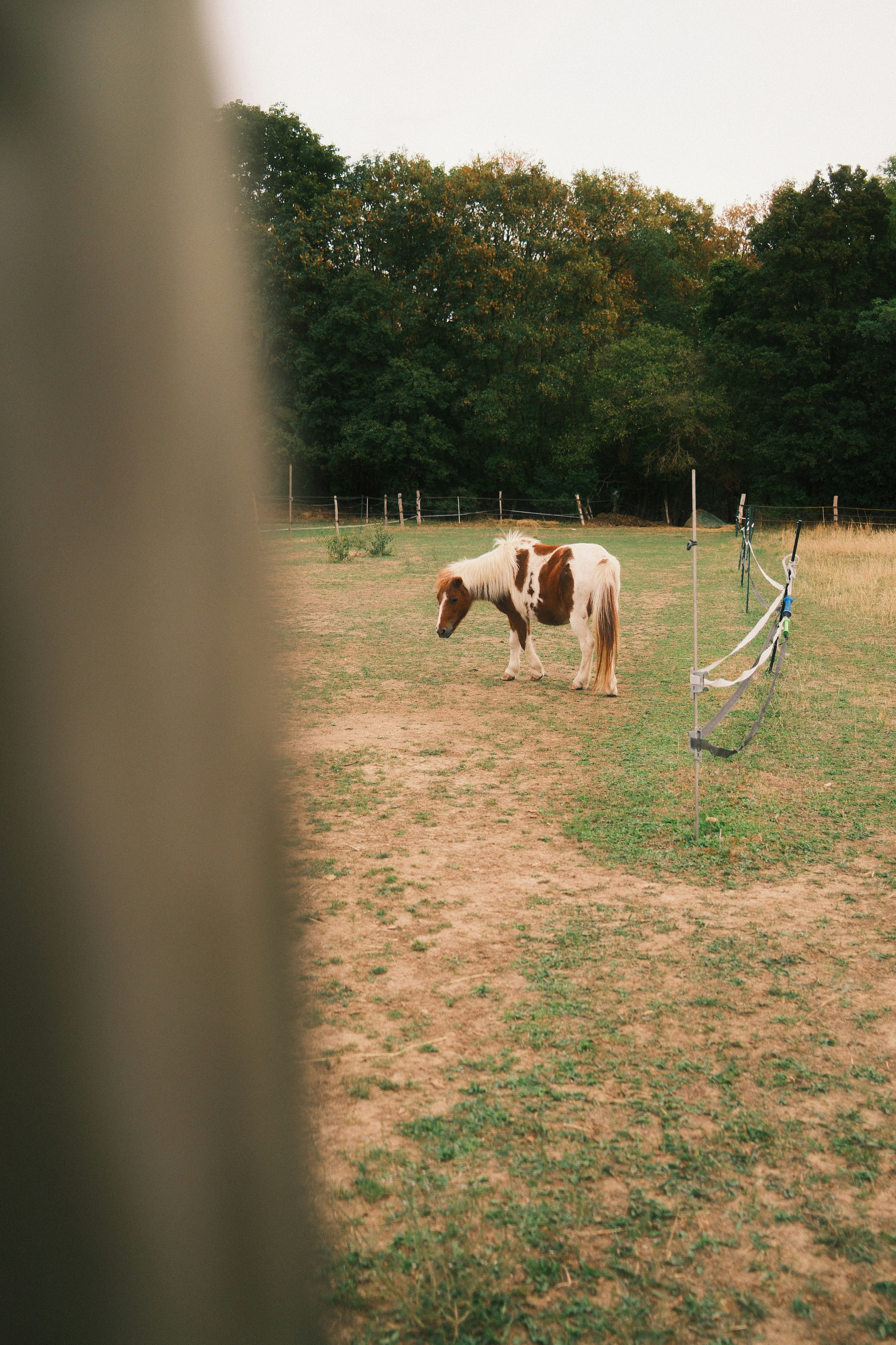 Pasture Watch: A Pony in Soft Evening Light