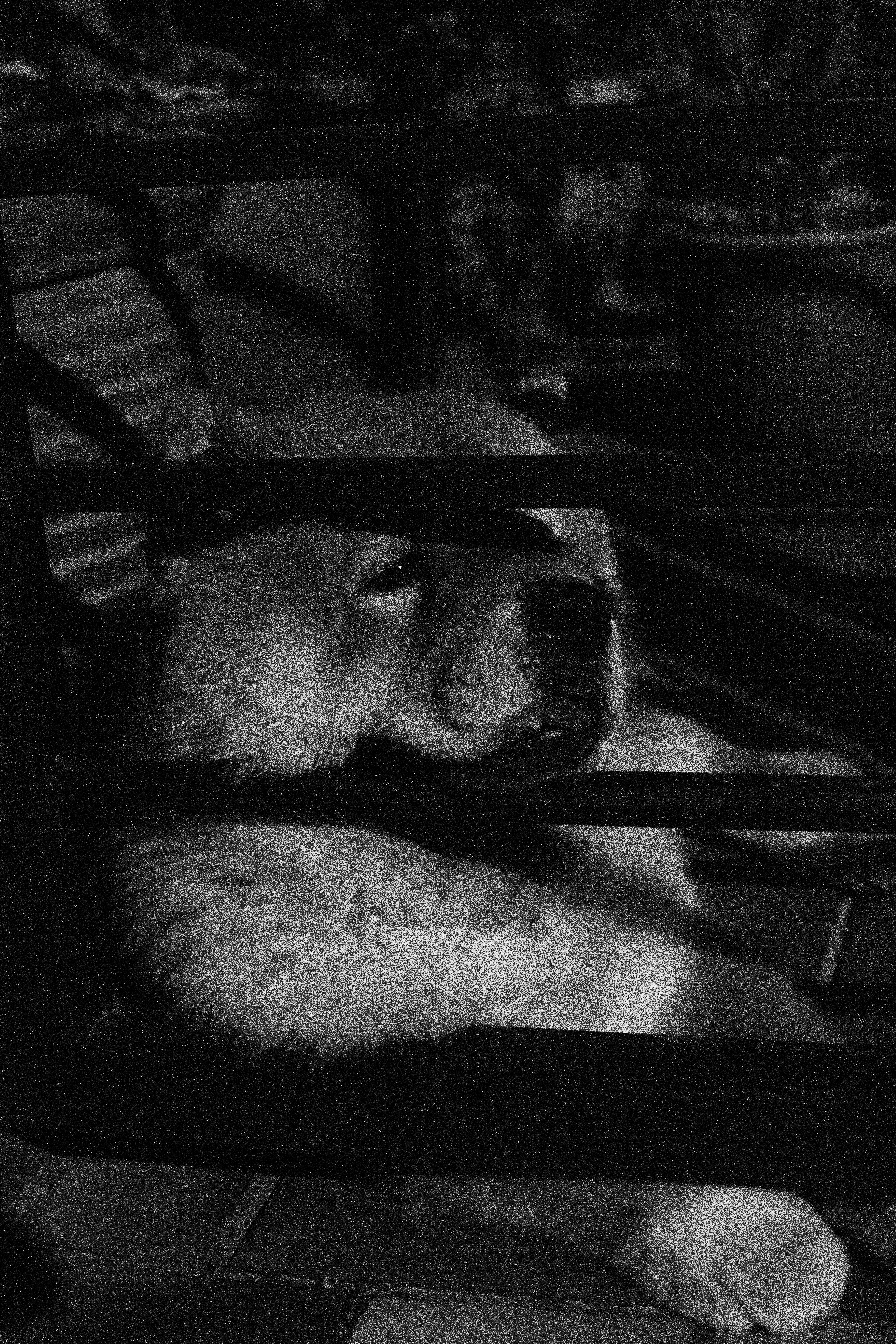 Hidden Paws: A Slumbering Retriever Behind Wooden Grates