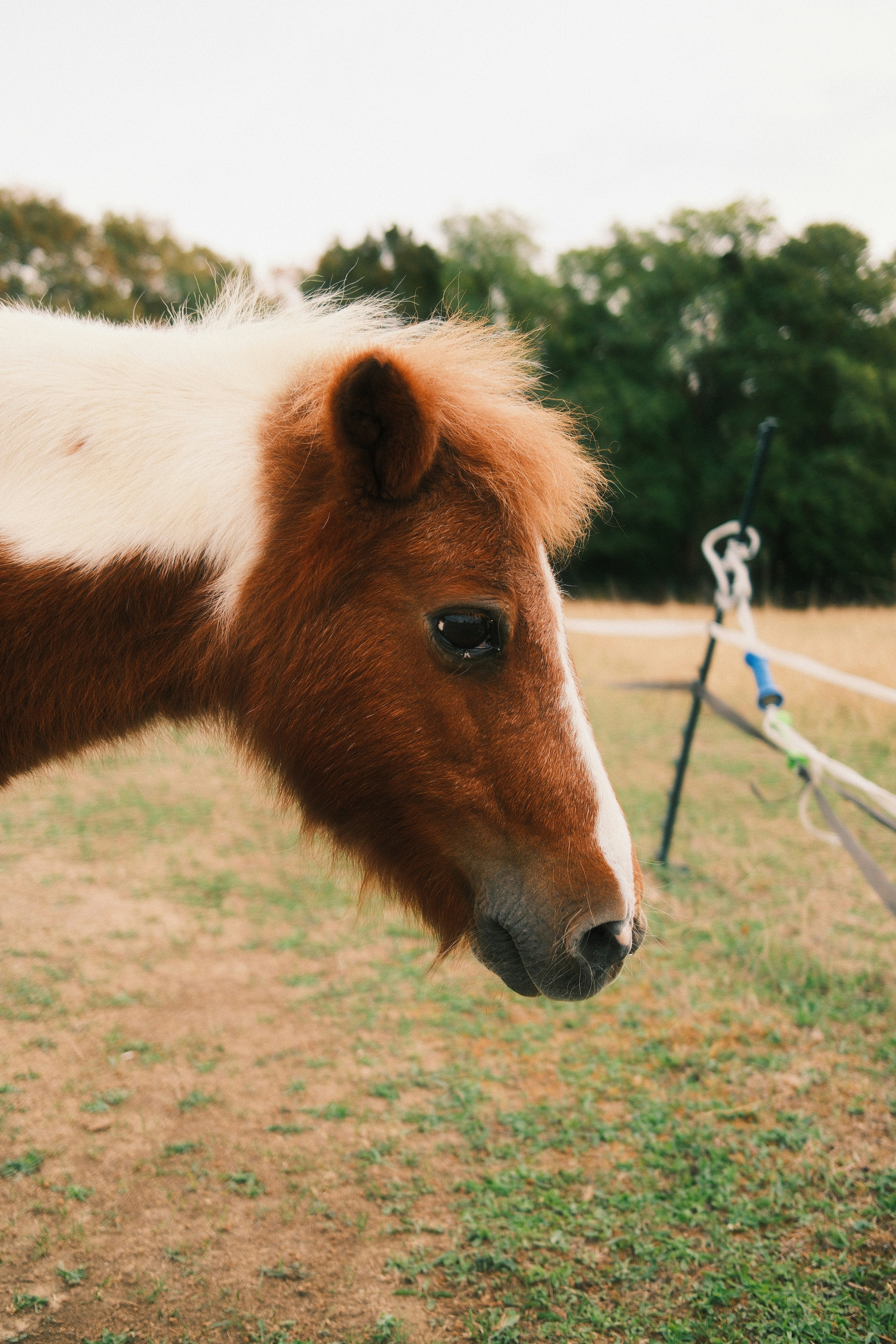 Close-up of a Pony's Gentle Gaze in a Sunlit Field