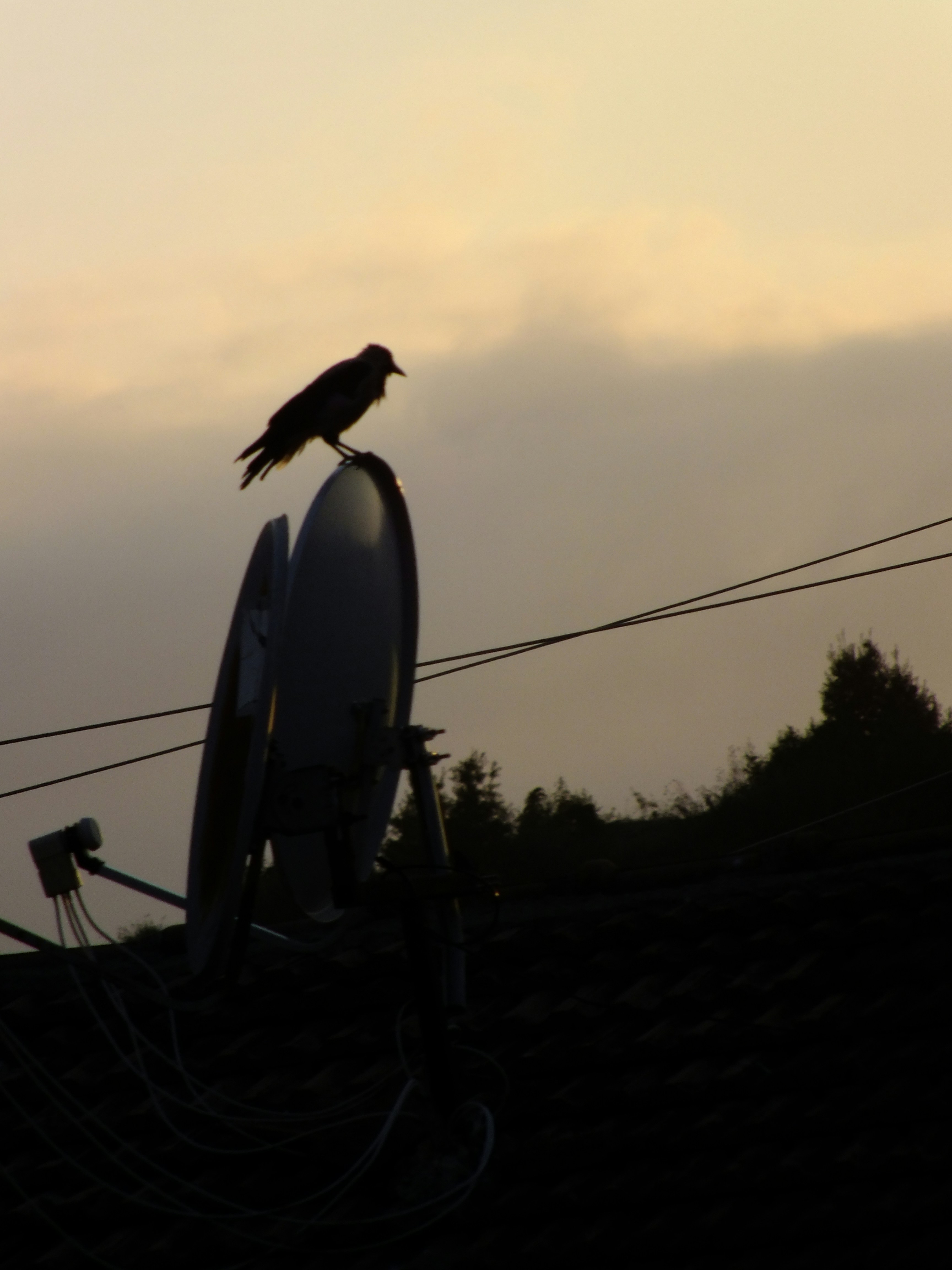 Silhouette Sentinel: A lone crow perched atop satellite dish at dusk