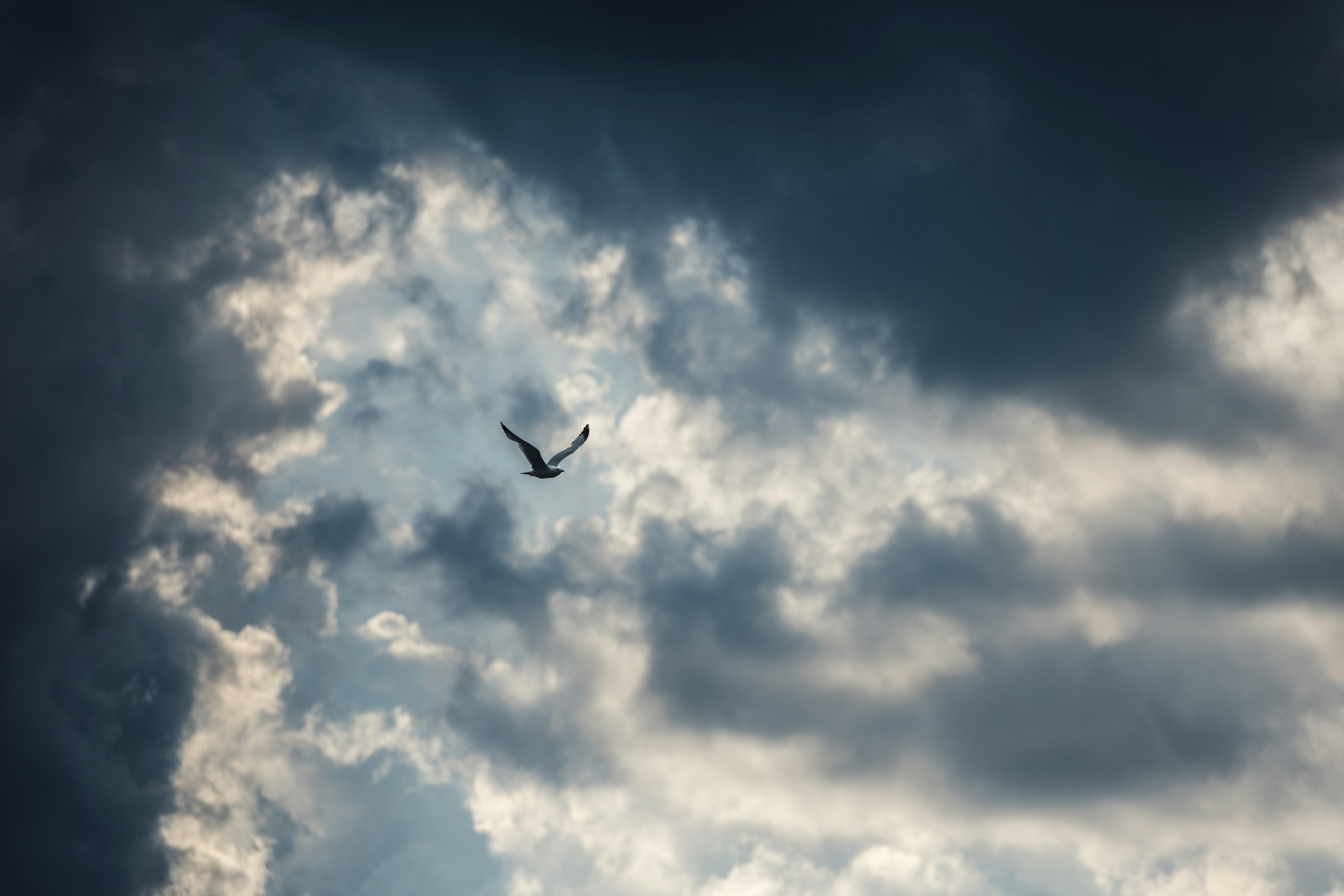 A lone bird crossing a broken-crest sky