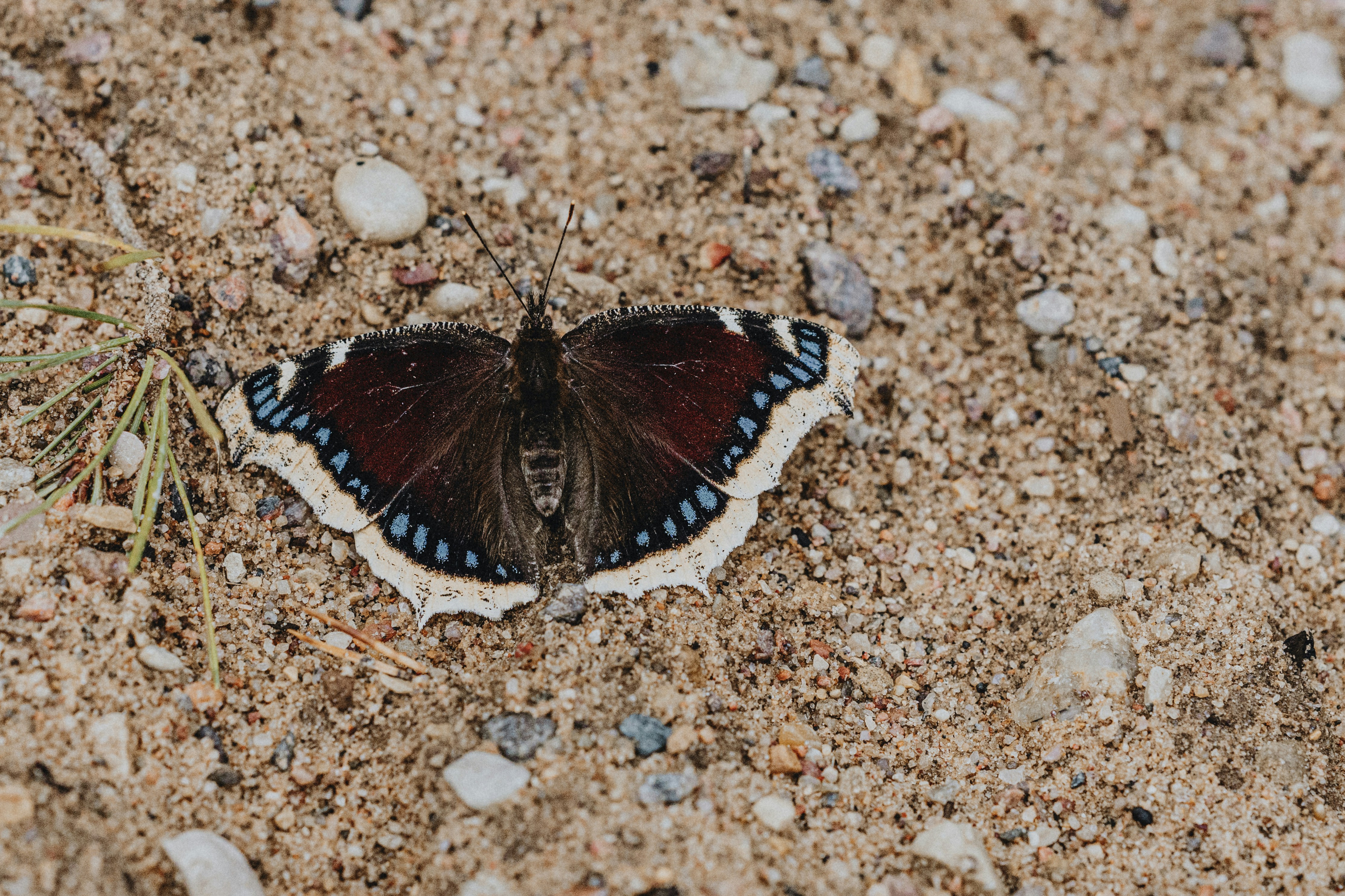 Mid-Earth Tapestry: A Grounded Monarch Resting on Pebbled Soil