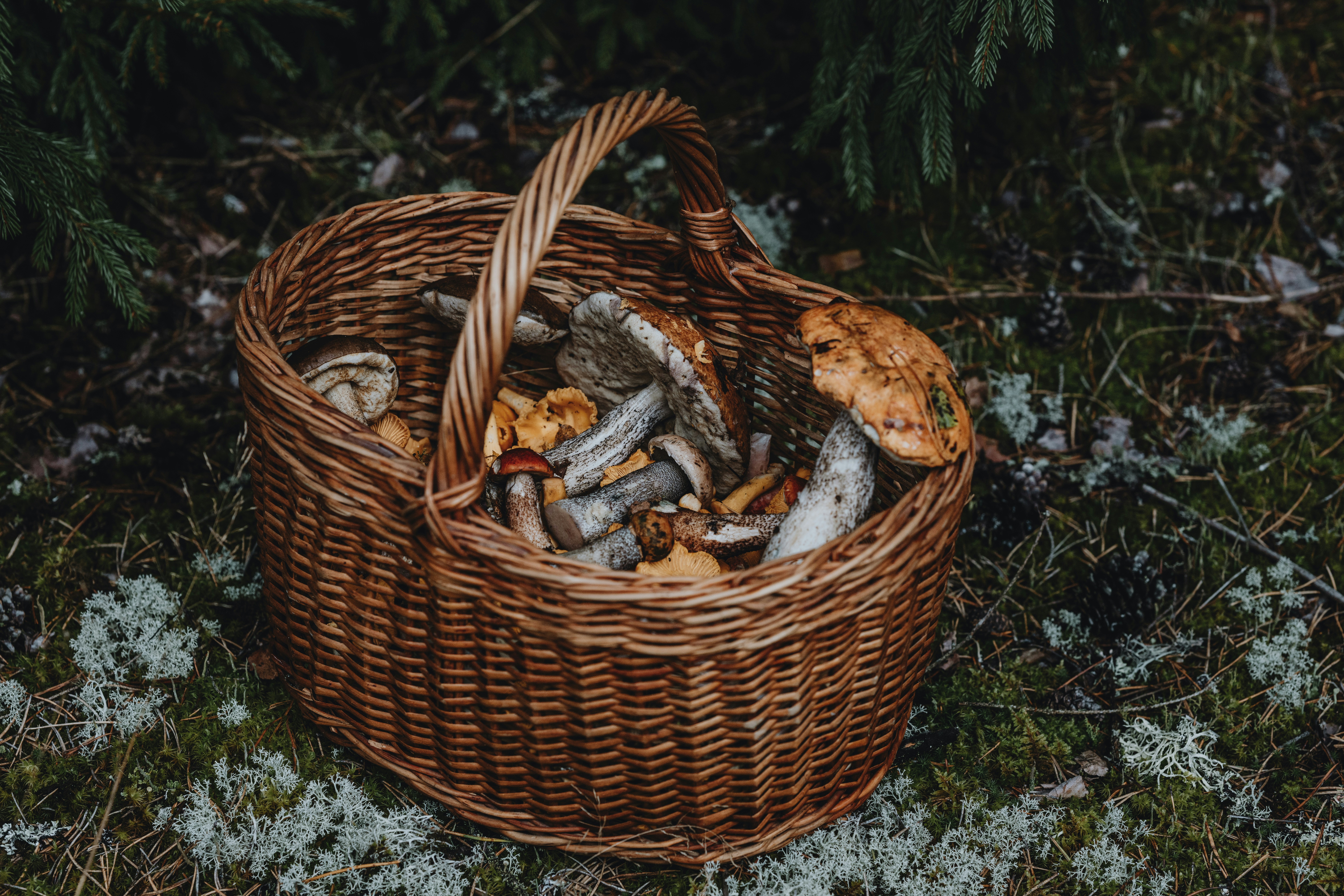 Forest Basket: Edible Finds Resting Among Frosty Groundcover