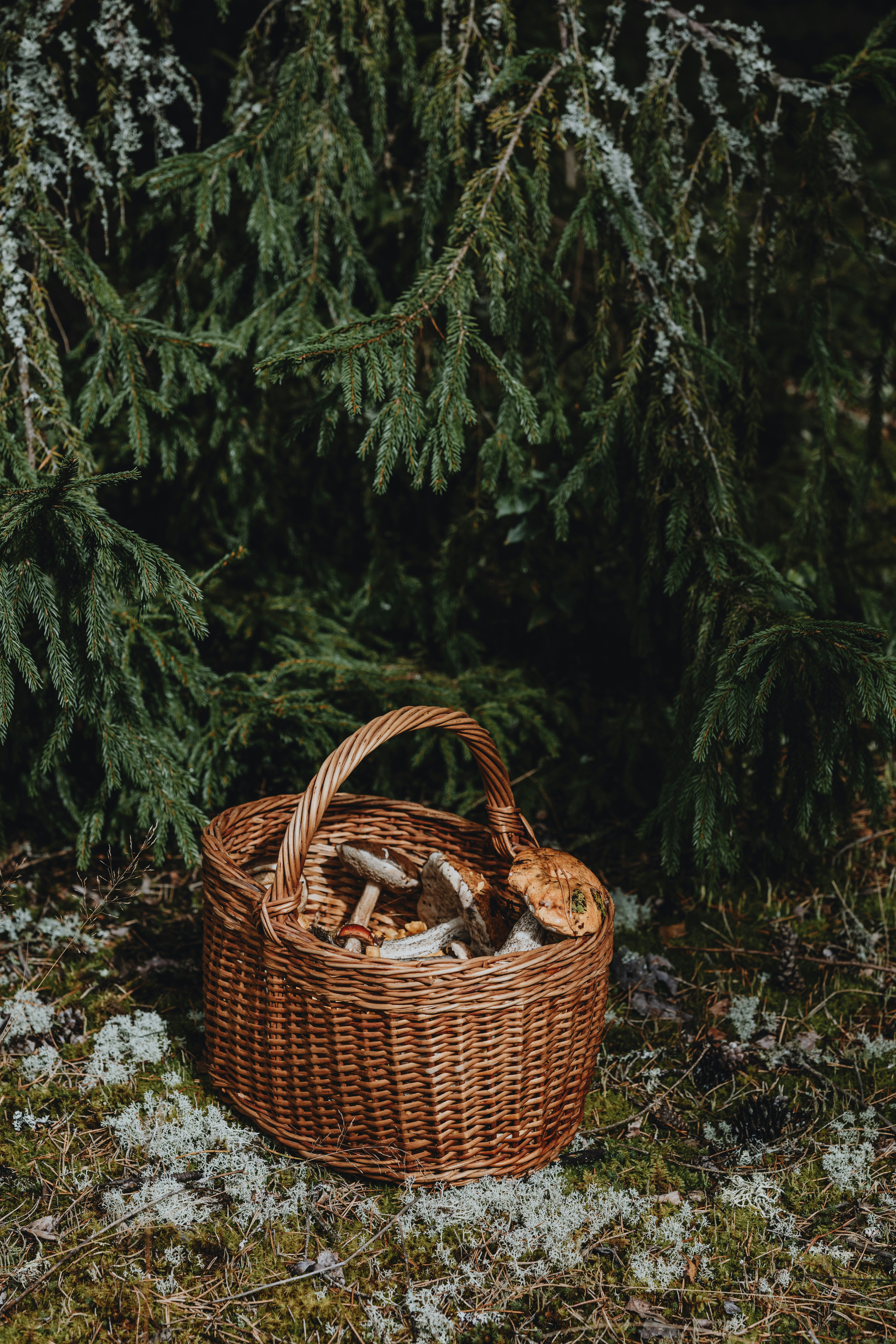 Basket of mushrooms resting under evergreen boughs