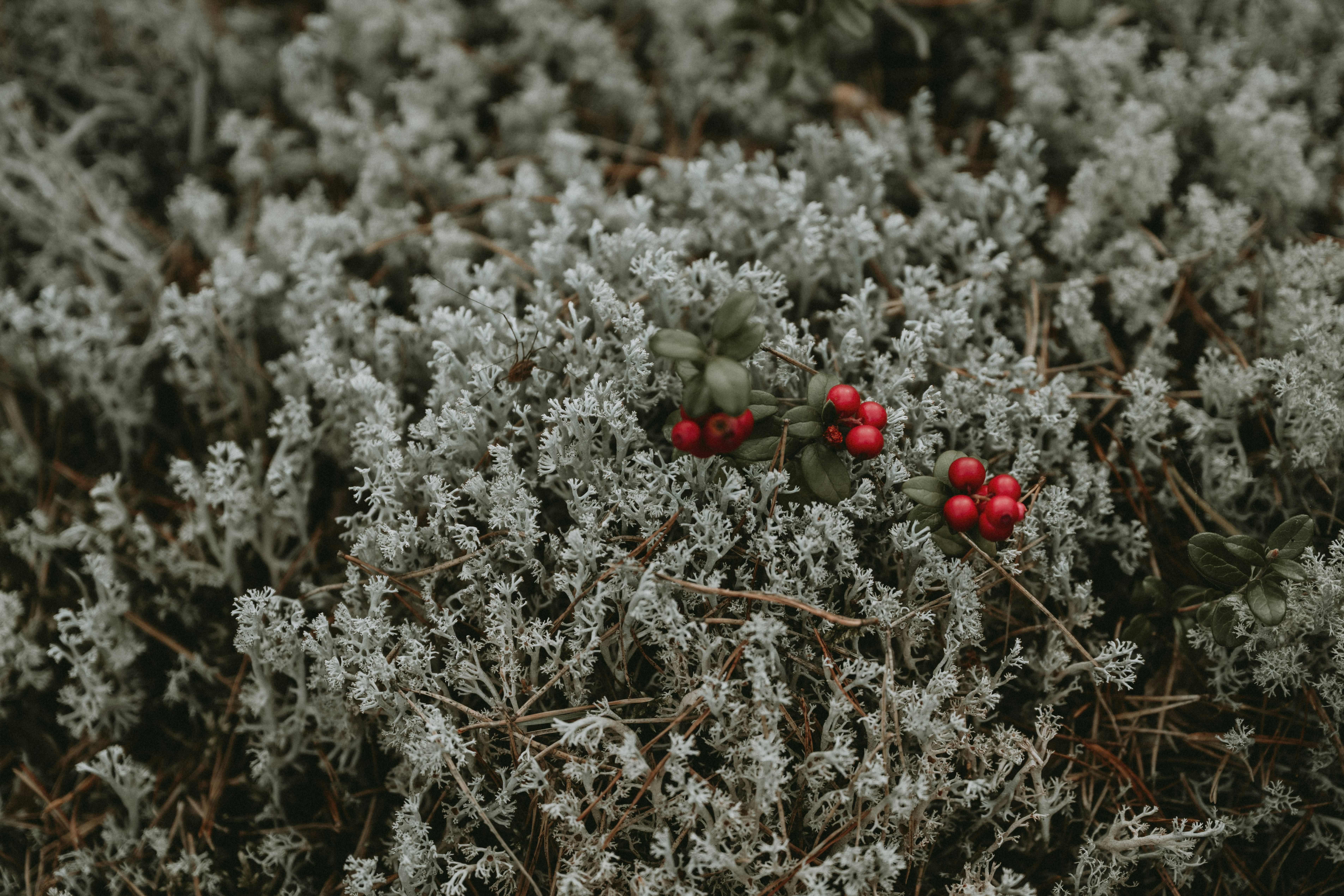 Crimson Berries on Frosted Heather