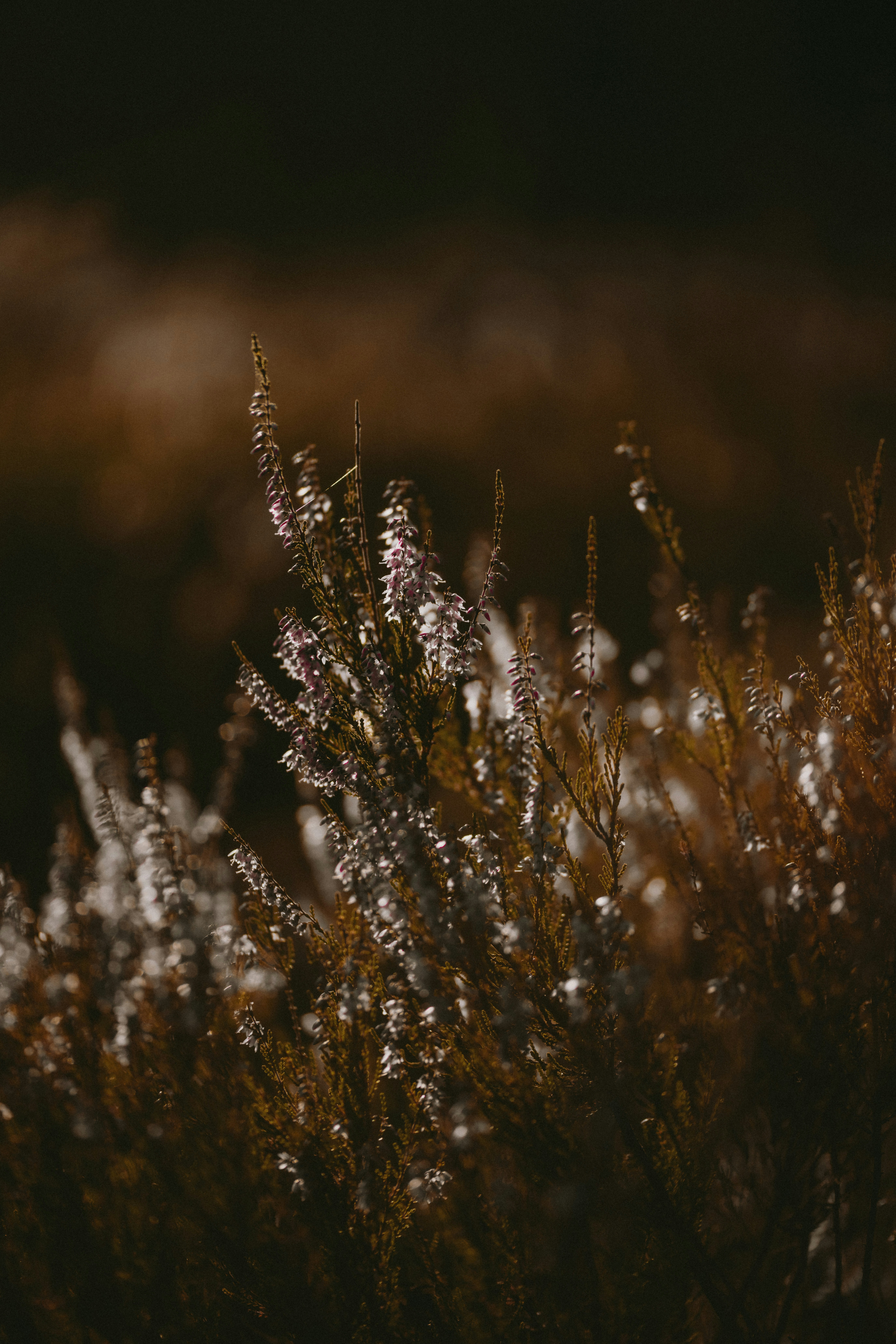 Amber Grace: Sunlit Sprigs in a Velvet Field