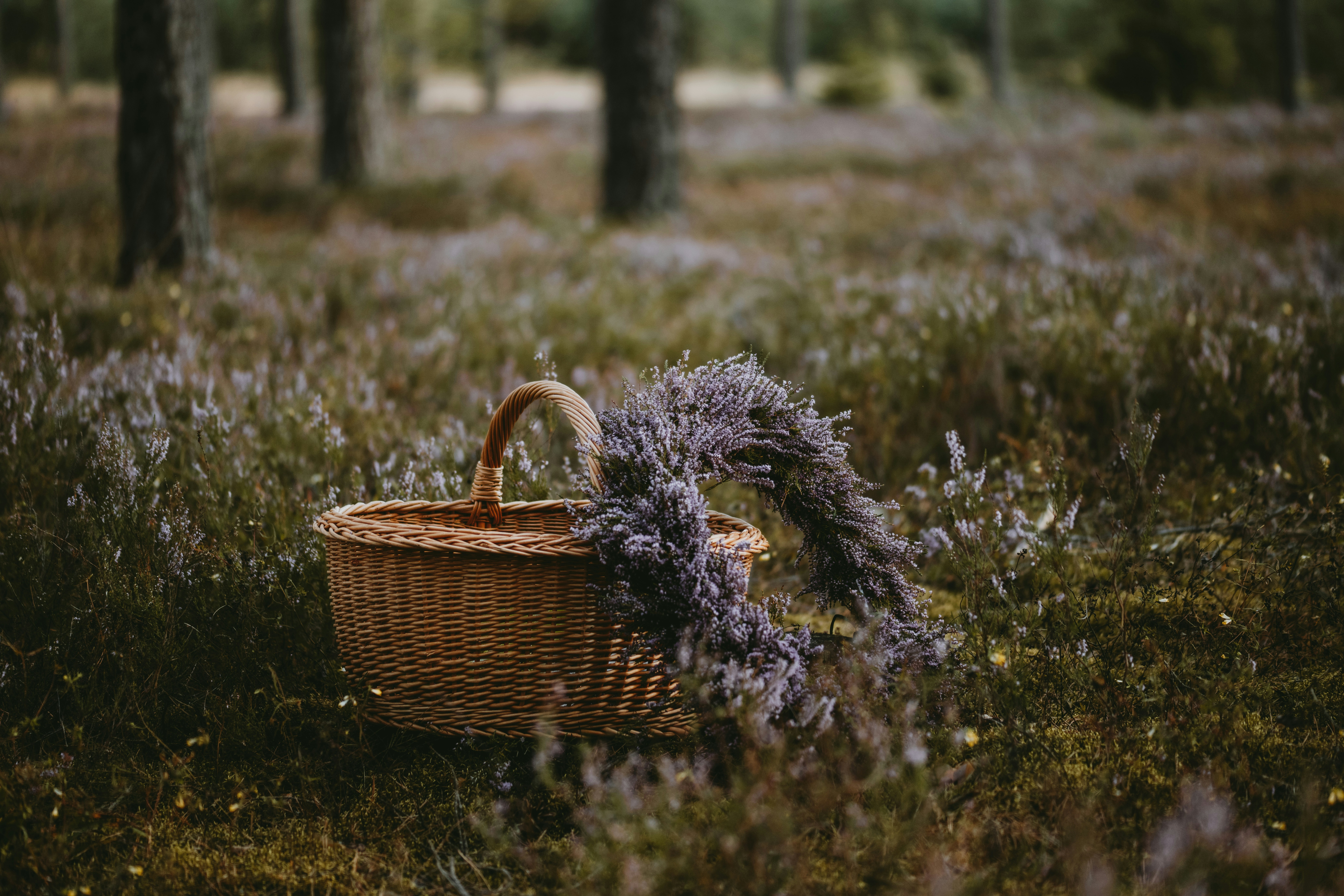 Lavender Basket in a Quiet Field