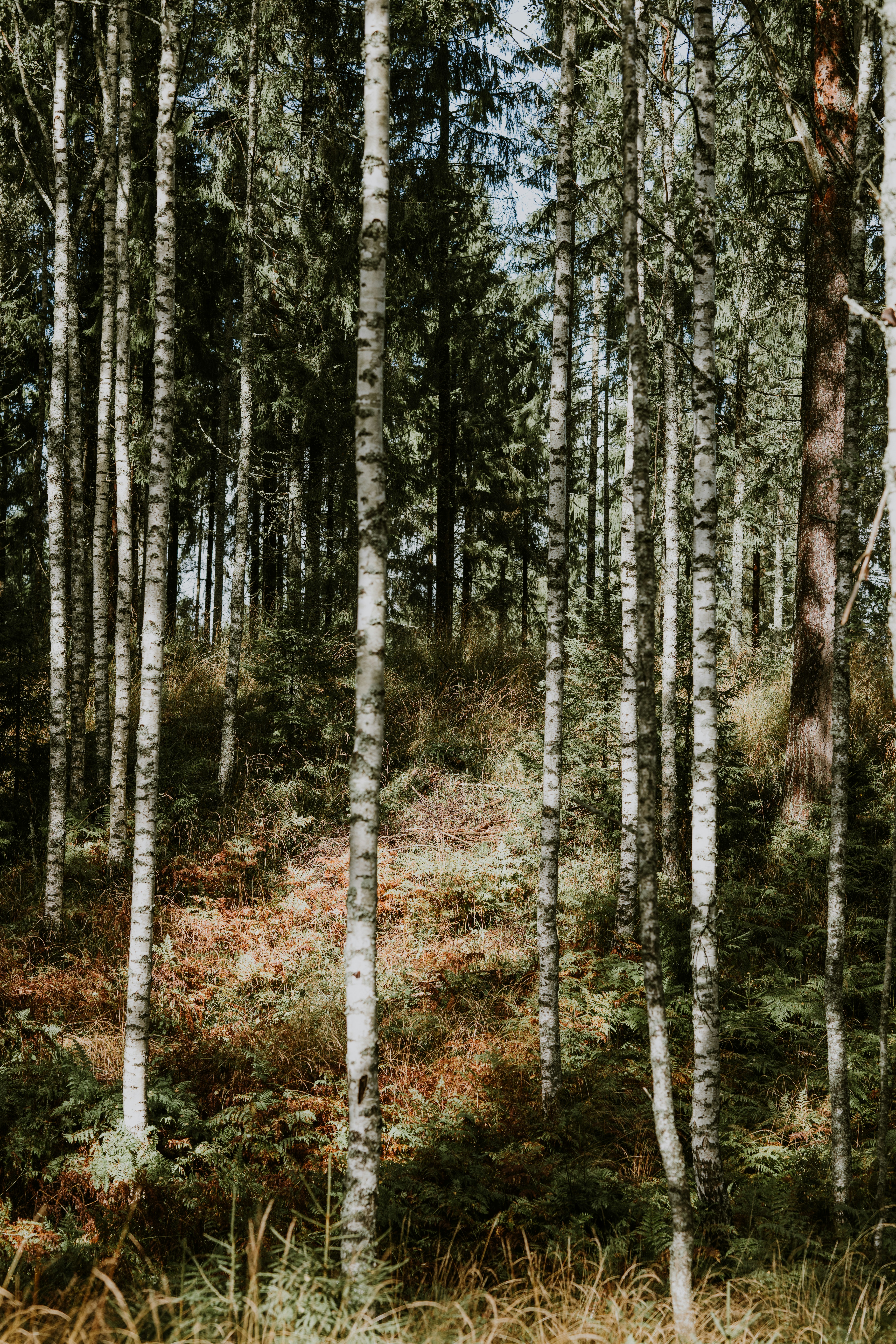 Birch Alley: a quiet stand of white trunks in autumn light