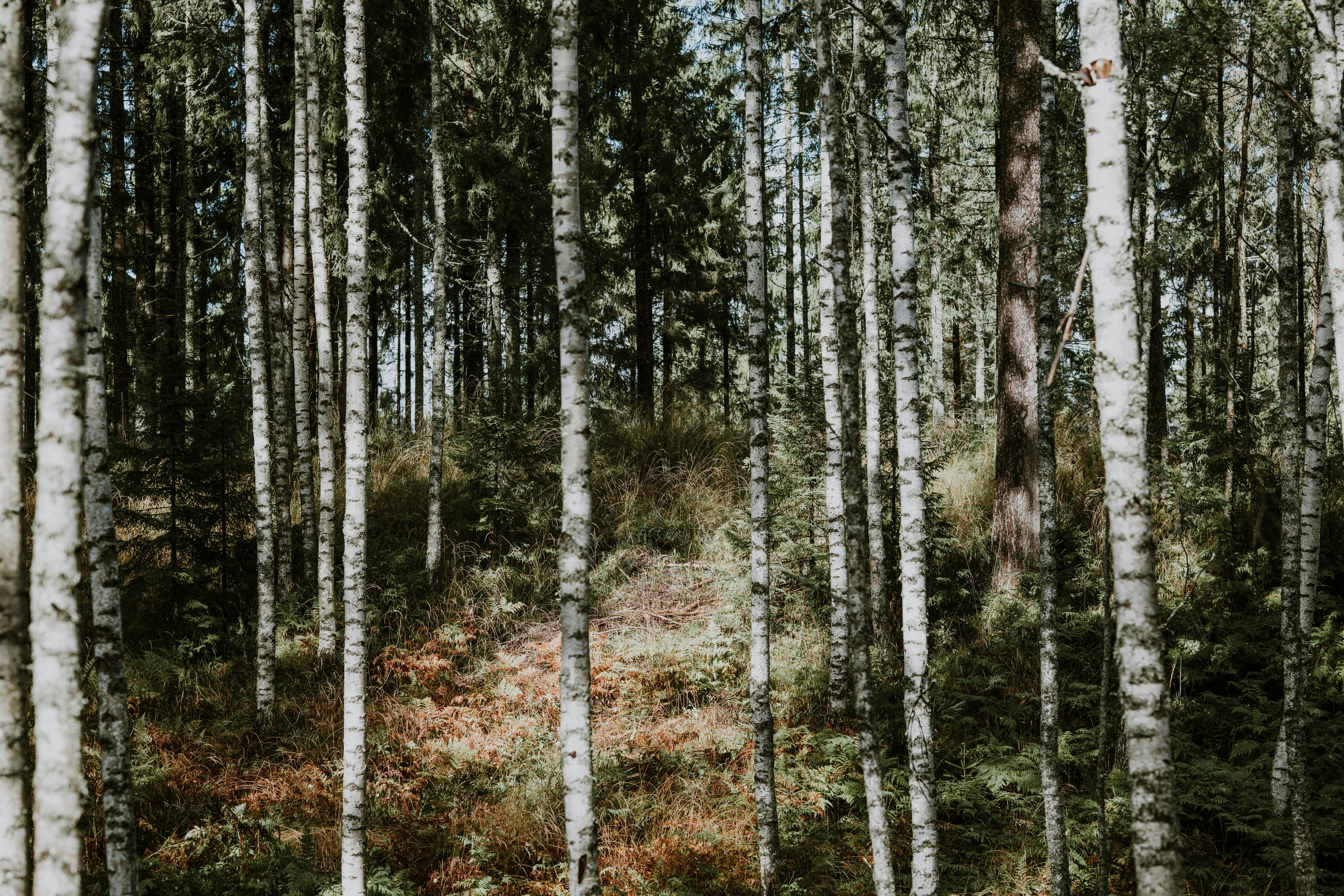 Birch Corridor: Light Through a Quiet Forest