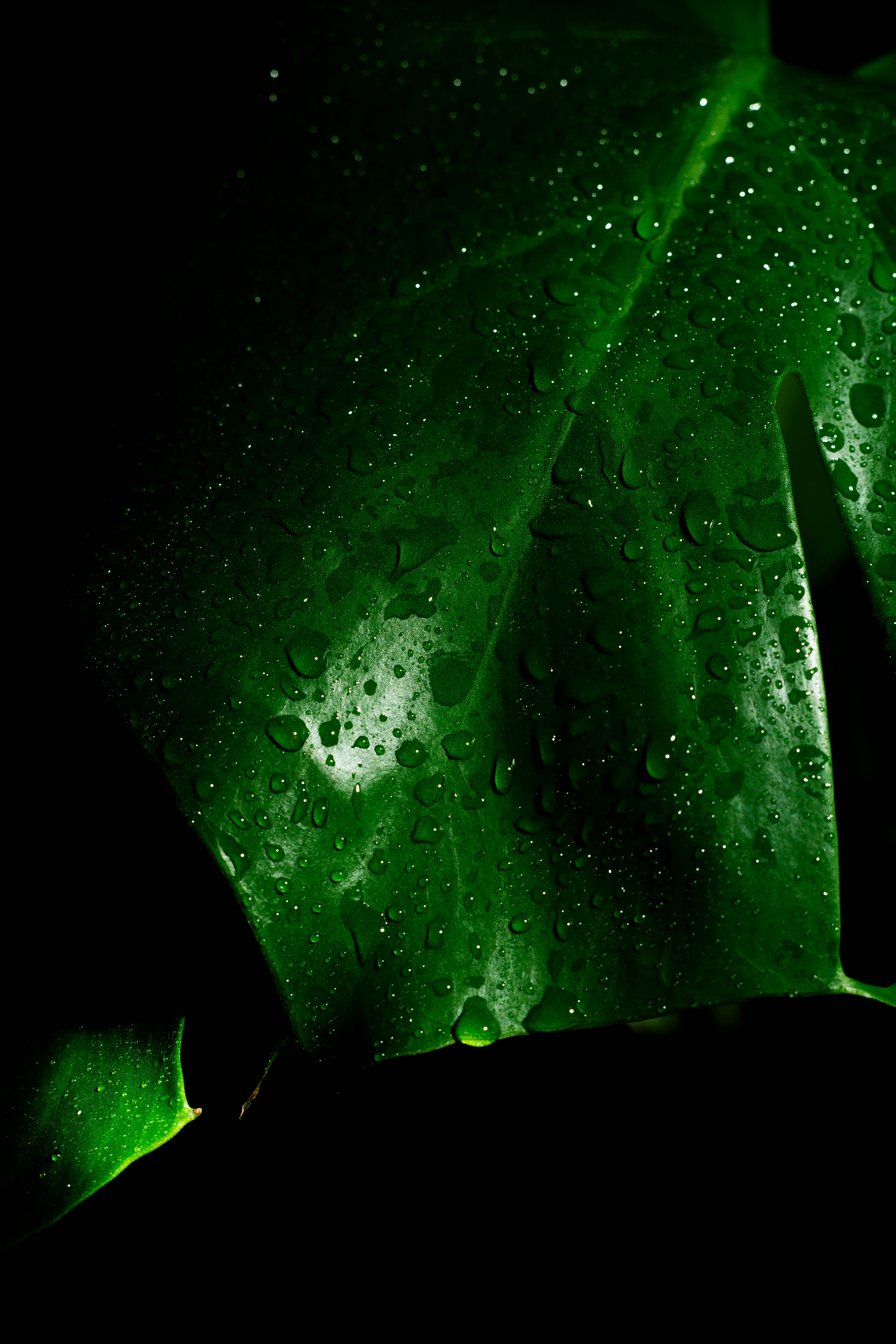 Emerald Vein: Water Droplets Cling to a Leaf in Low Light