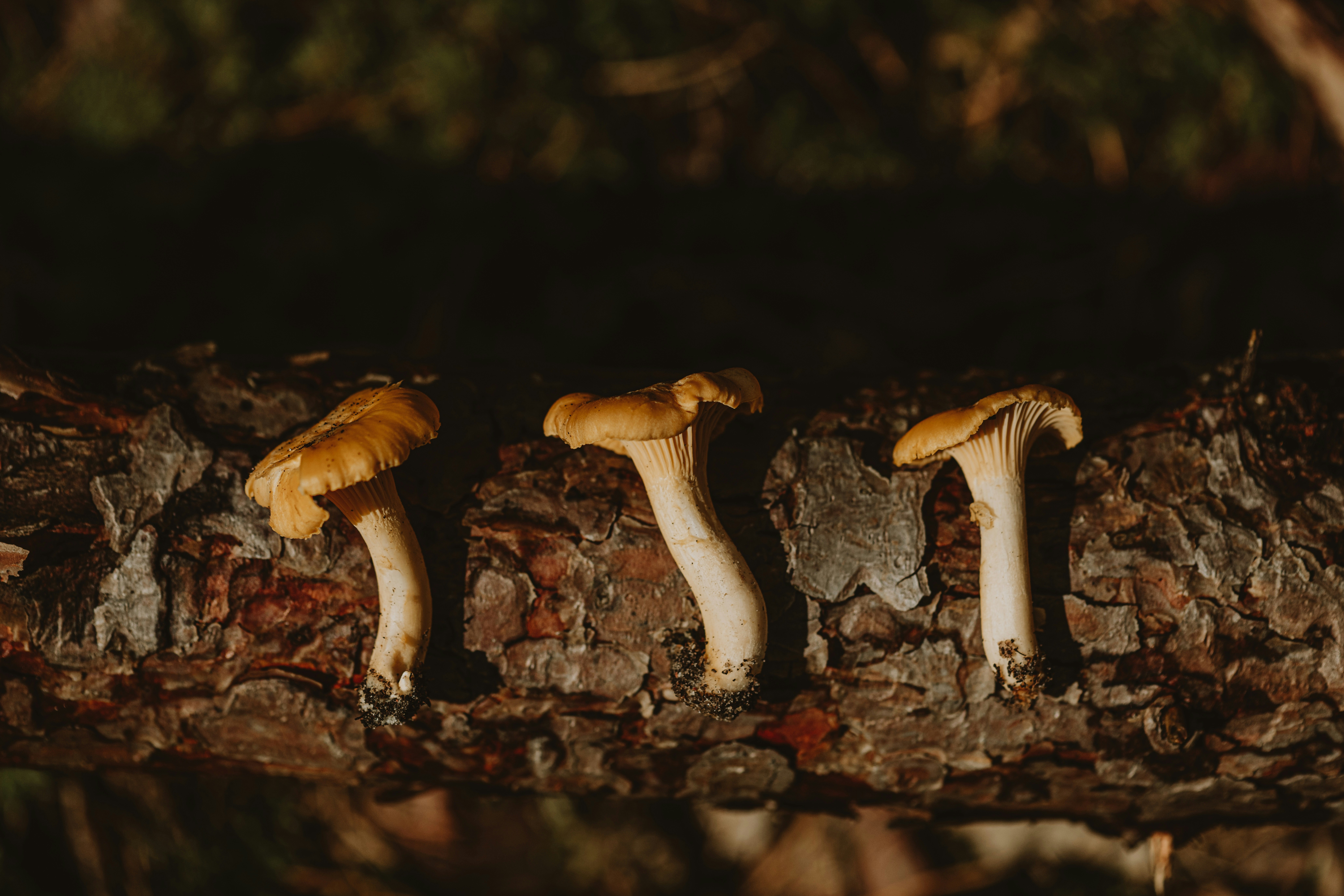 Moonlit Trio: Forage of Fungal Beacons on Bark