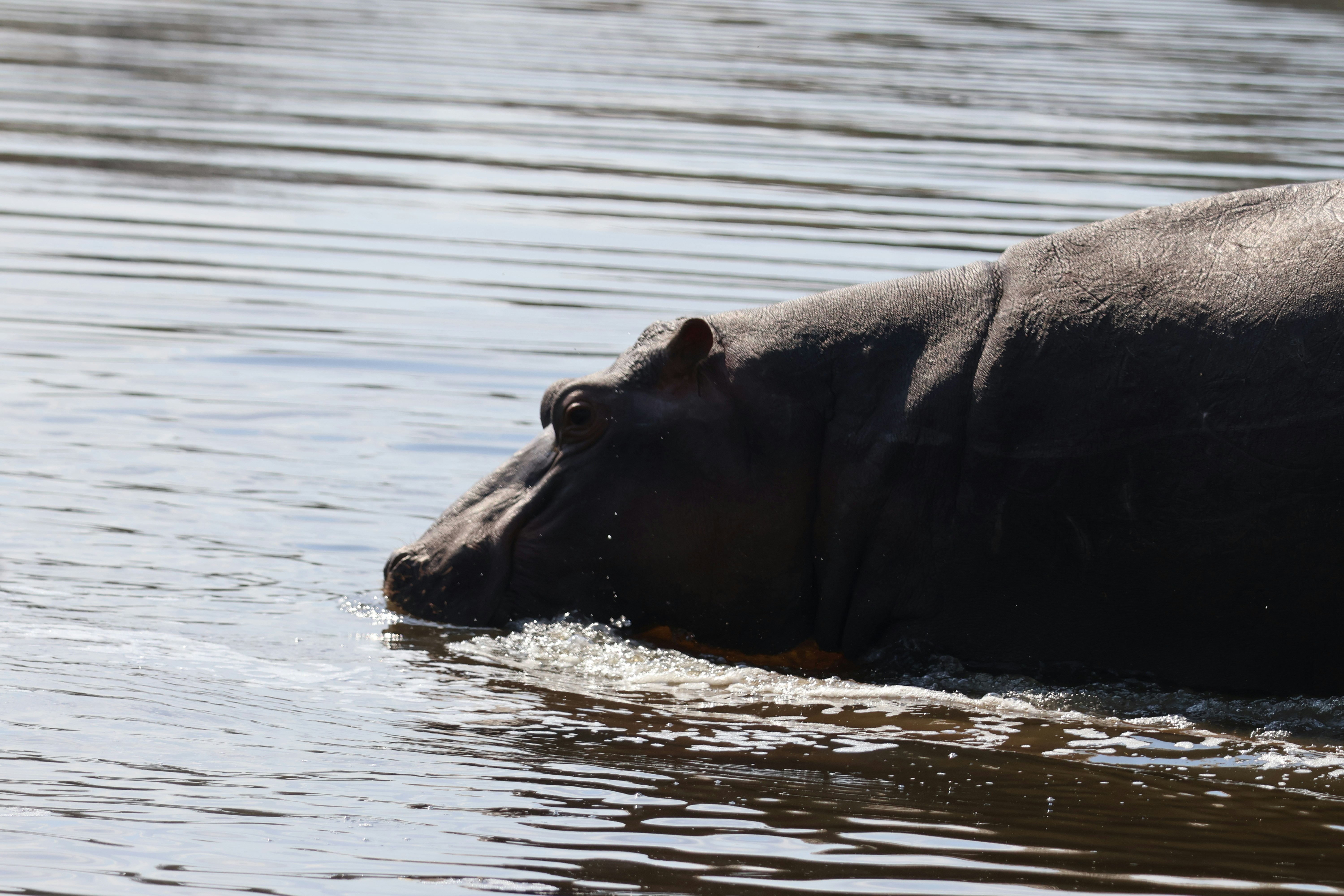 Near-silence at the Waterline: A hippo slipping beneath the surface