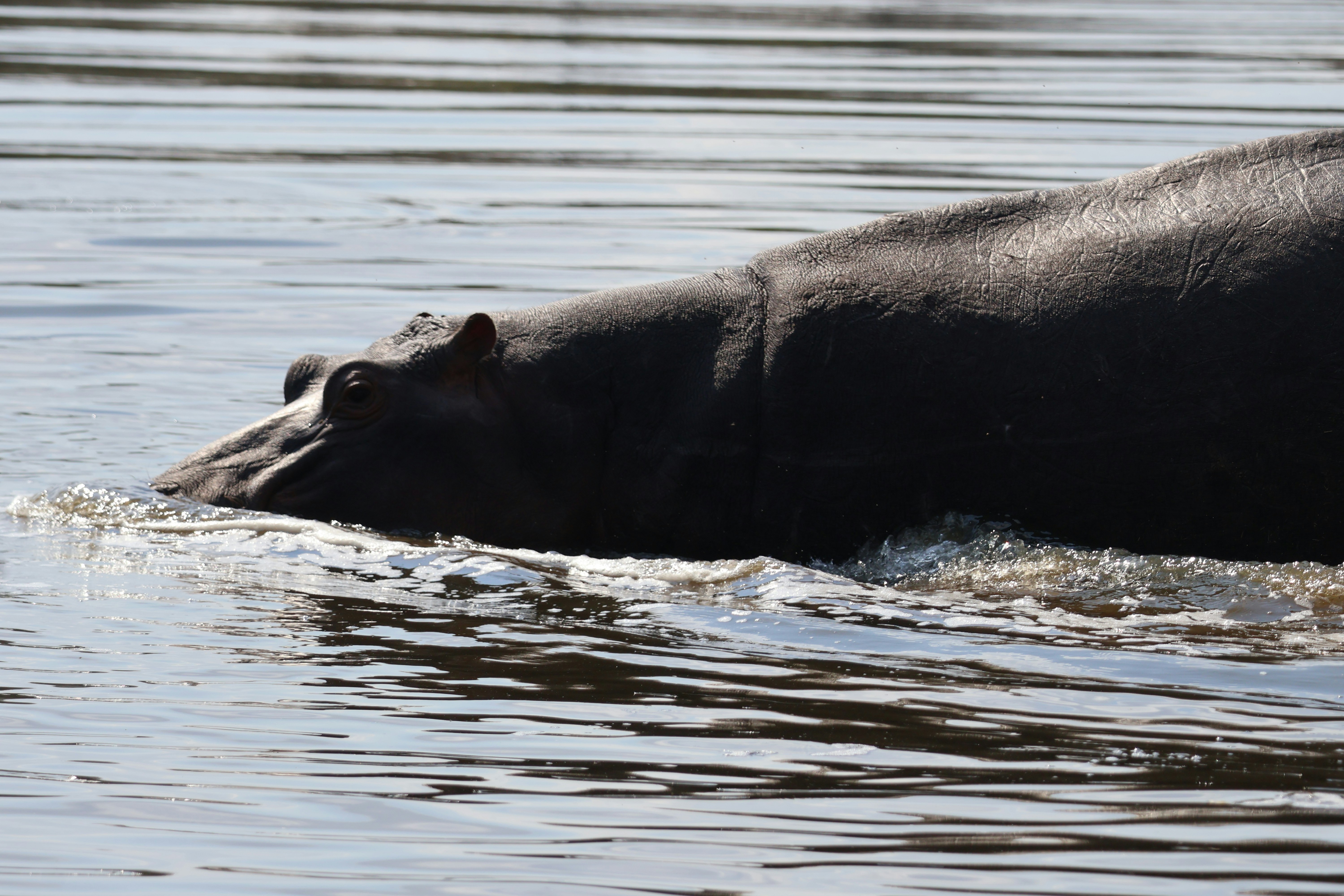 Hippopotamus Glide: Morning Ripples and Quiet Power