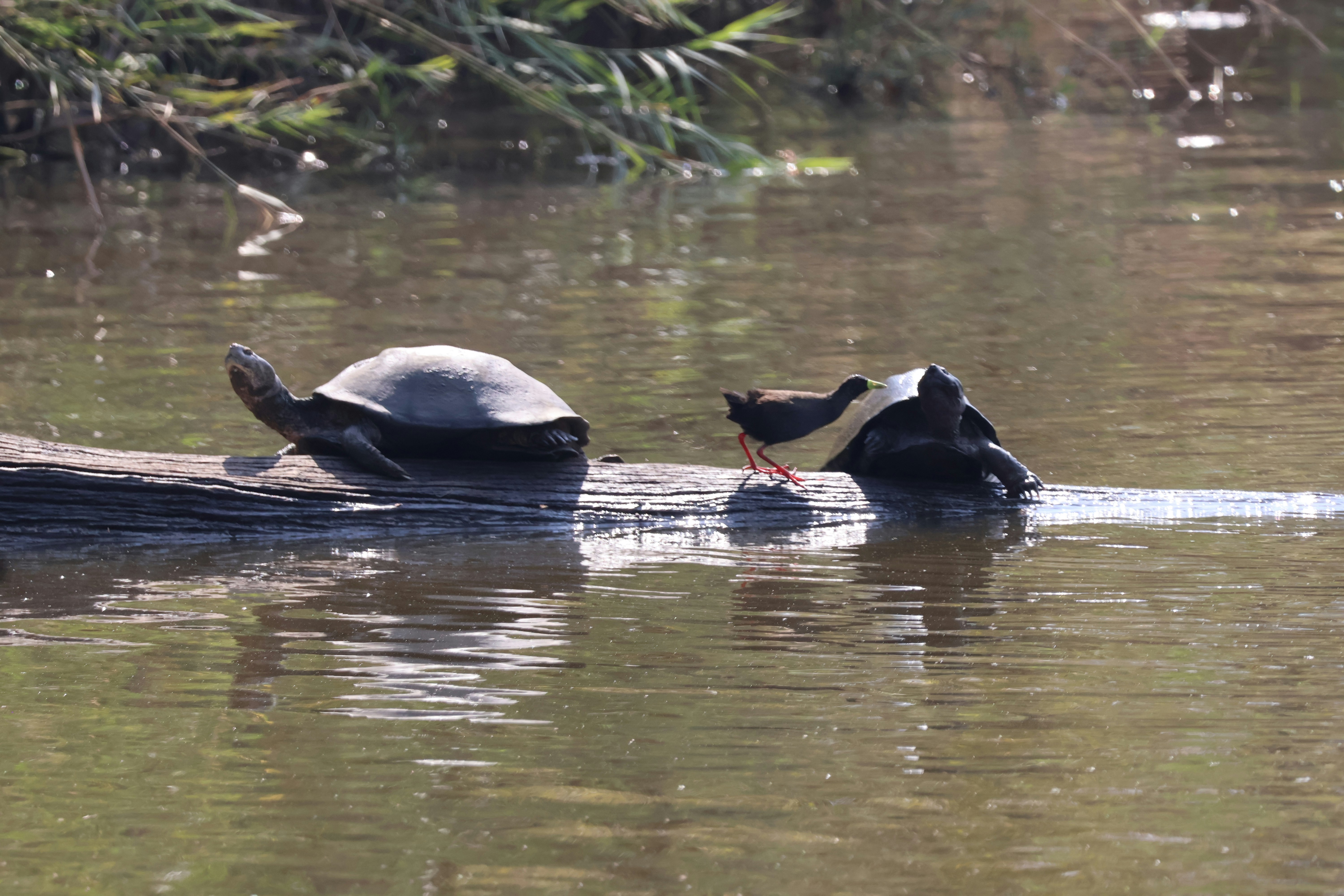 Gentle Drift: A Tortoise and Its Paddle Across Quiet Water