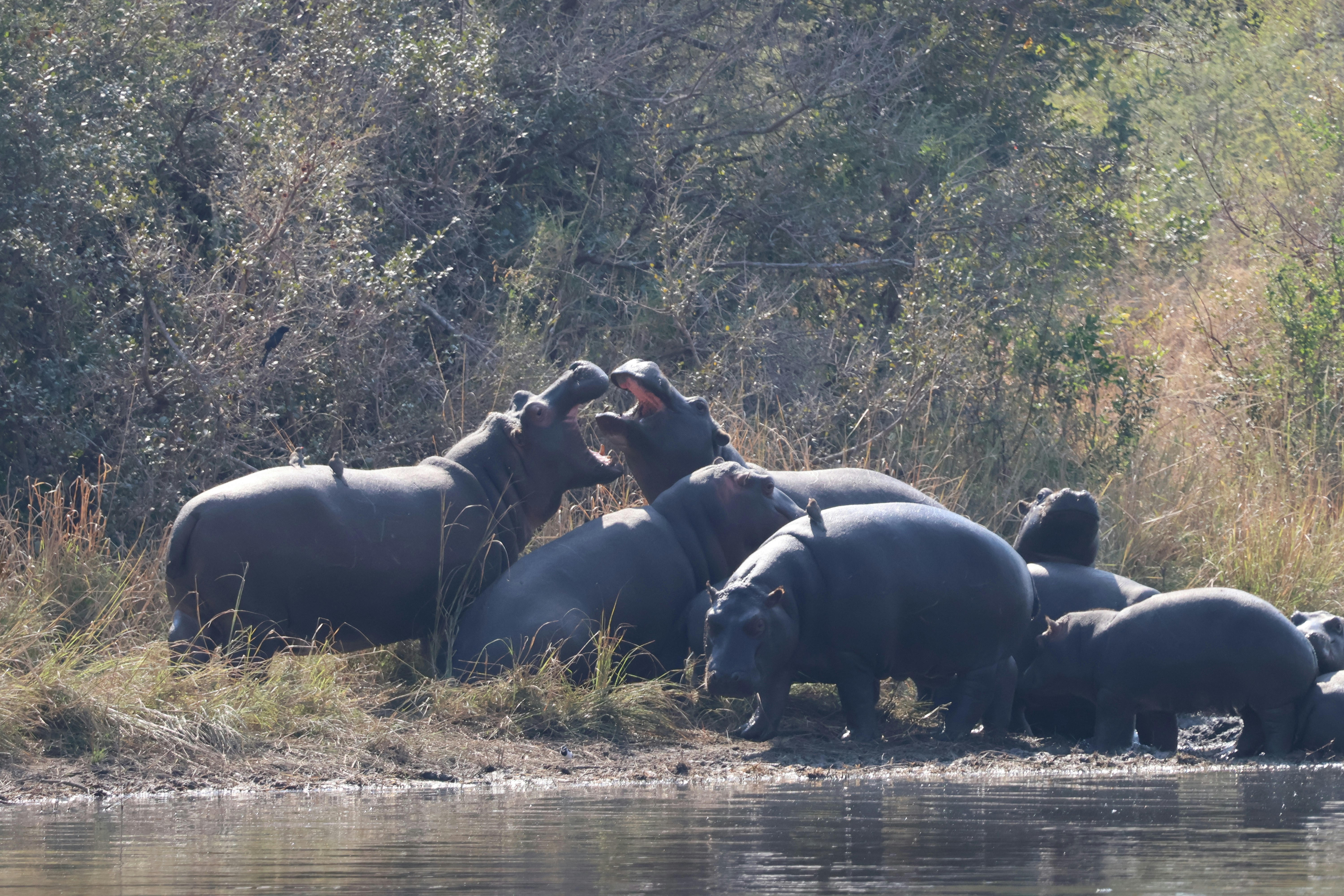 Hippo Gathering at the Water’s Edge