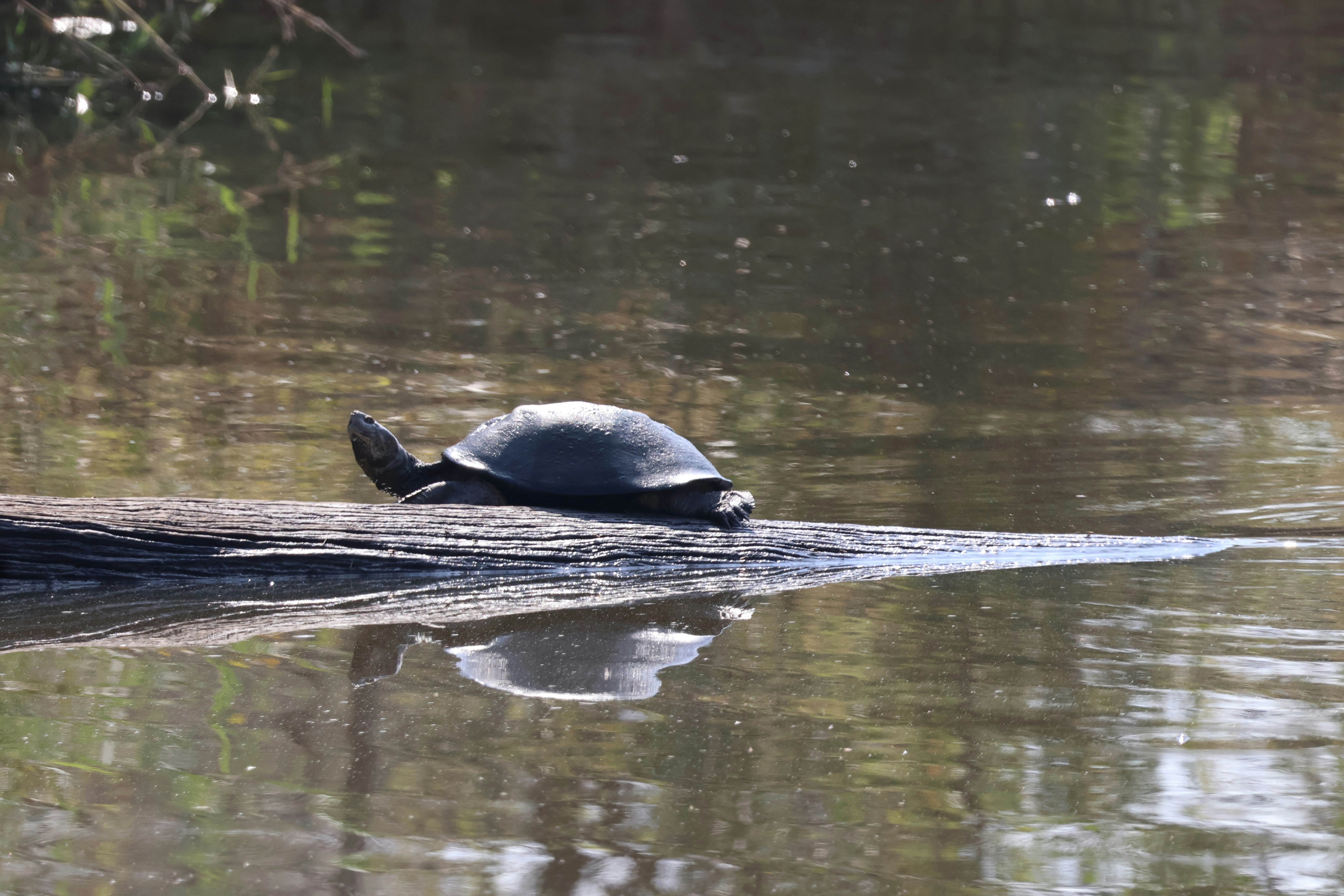Sunlit Tortoise Basking on a Log at the Quiet Pond