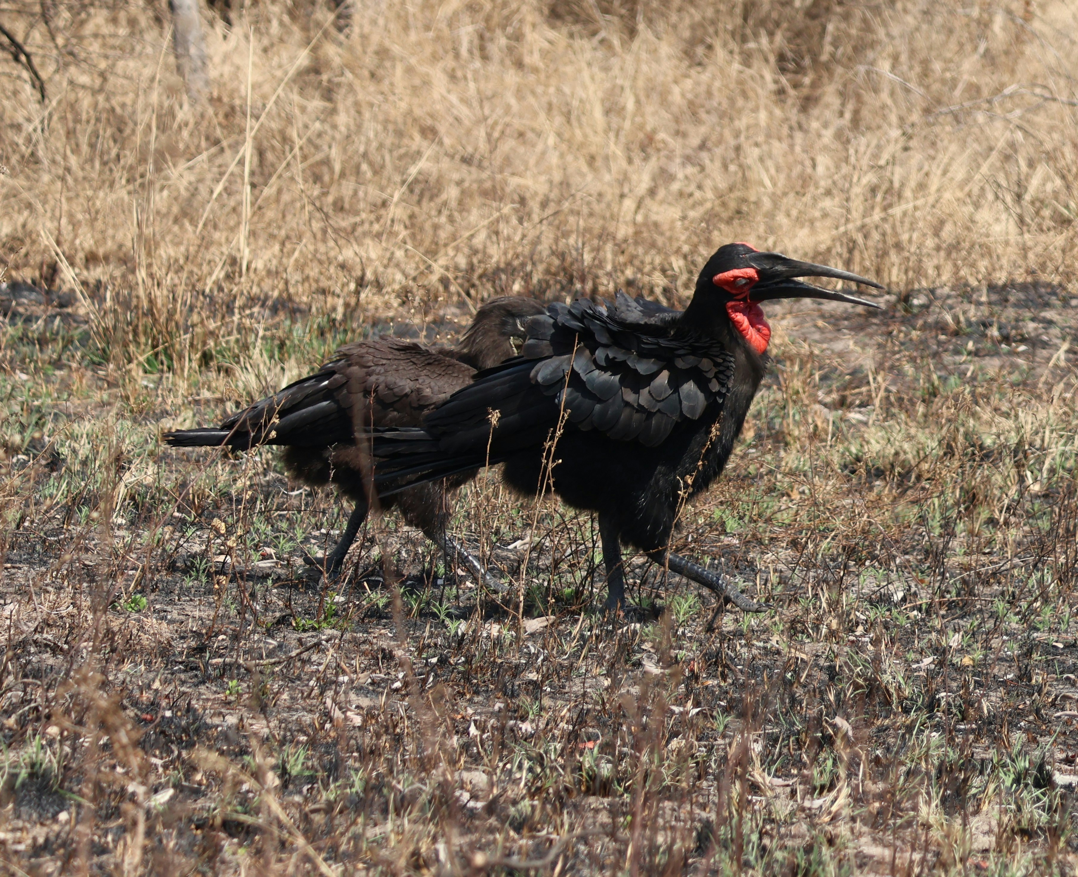 Dark bird with a red face stands in a brown grassy field, its long beak visible and wings slightly spread amid sparse vegetation.