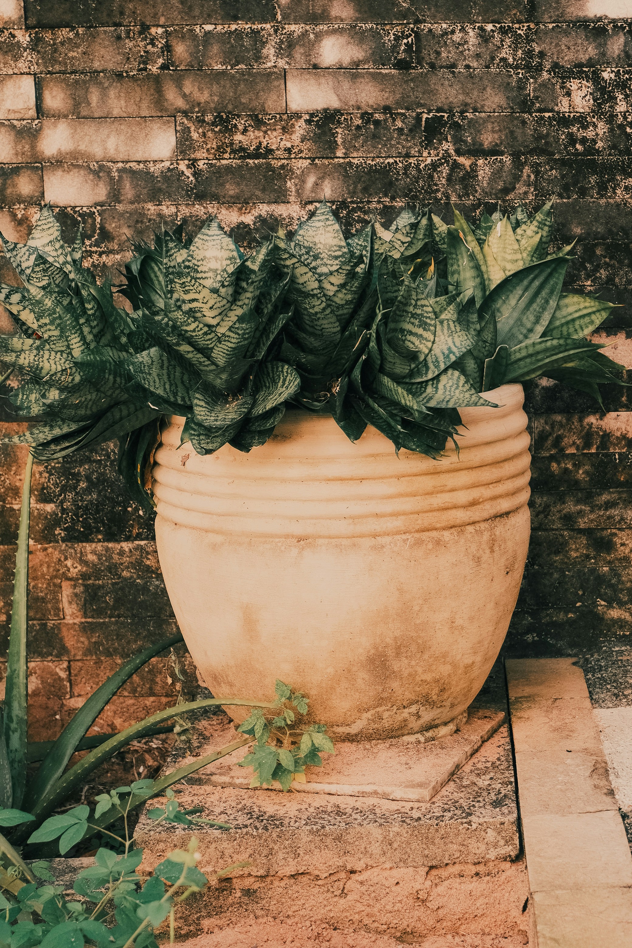 Weathered terracotta planter, lush snake plant spilling over its rim
