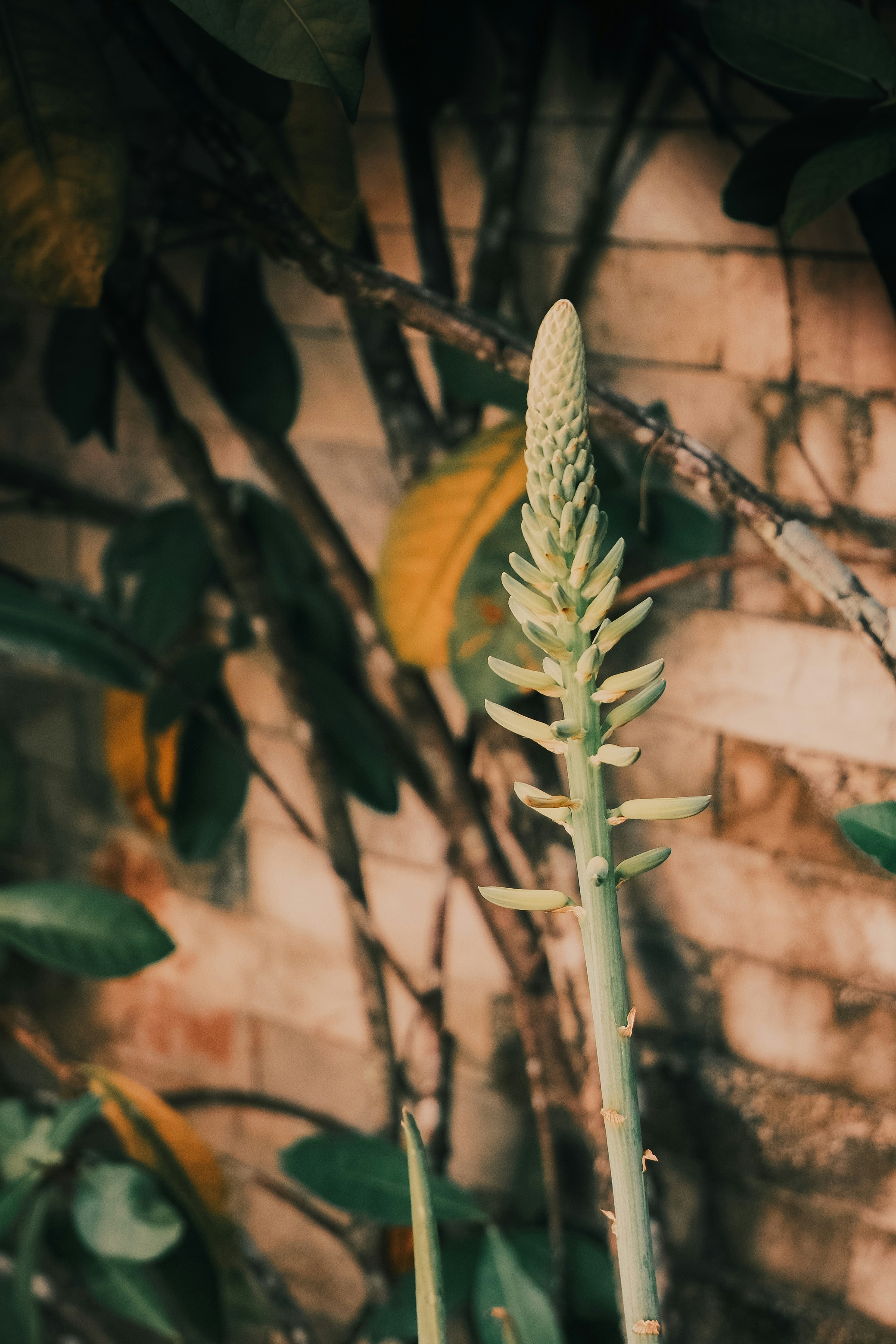 Vertical Bloom: A Tender Shoot Reaching Toward Light Against a Mossy Brick Backdrop
