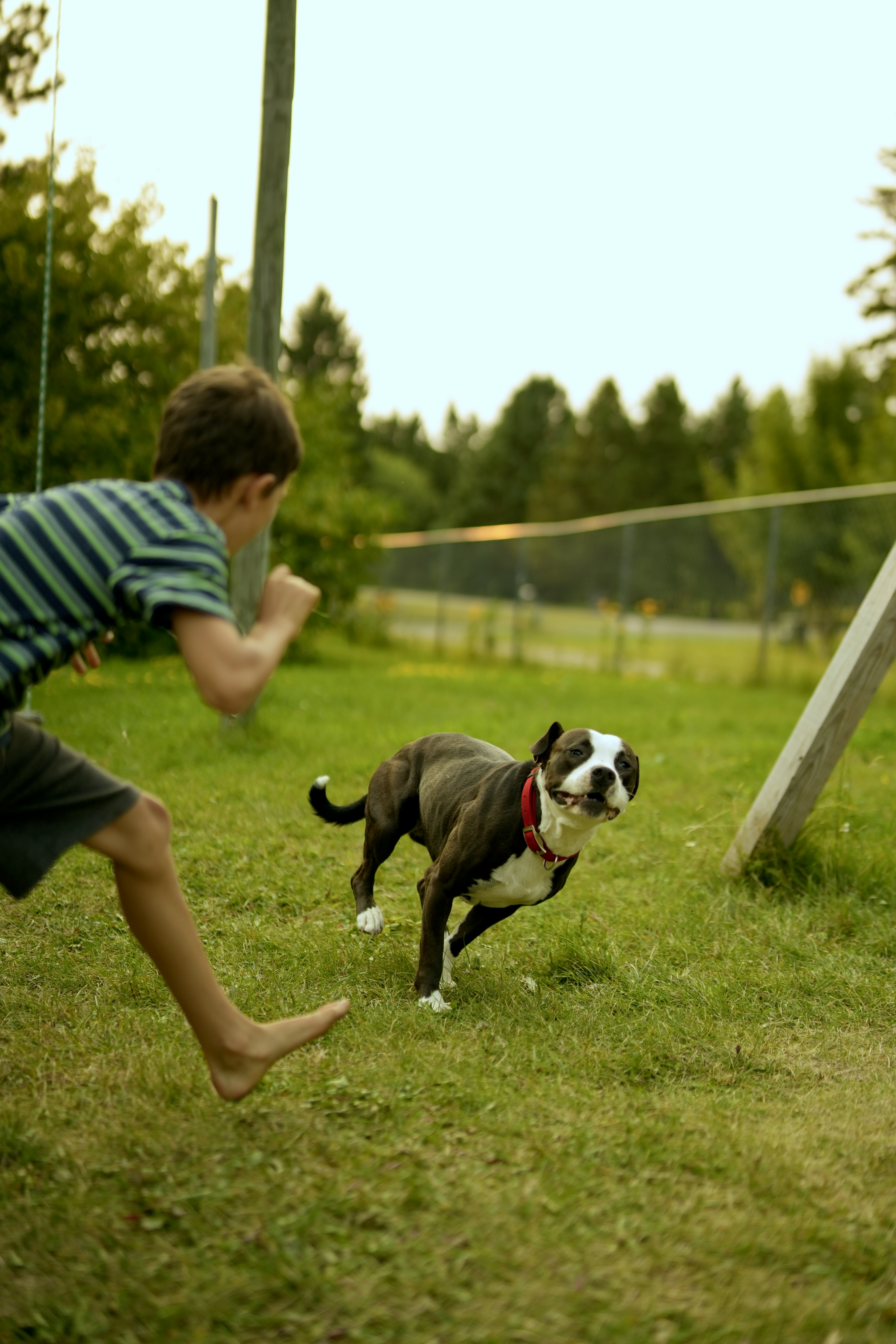 Sprint Across the Field: Boy and Dog in a Moment of Amber Run