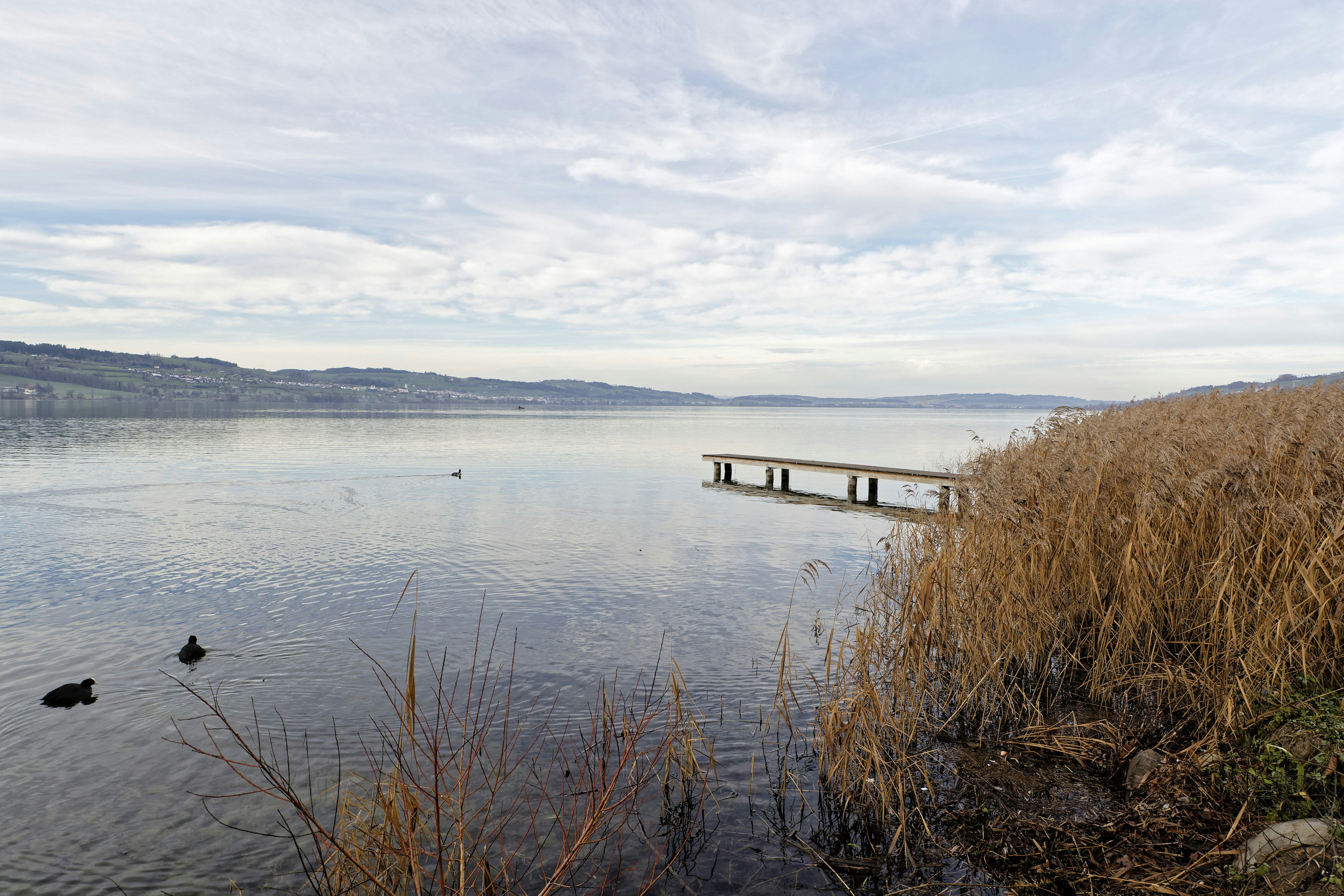 Shoreline scene with calm water, reeds in the foreground, and a simple wooden pier extending into the lake; a distant landmass on the horizon under a partly cloudy sky.