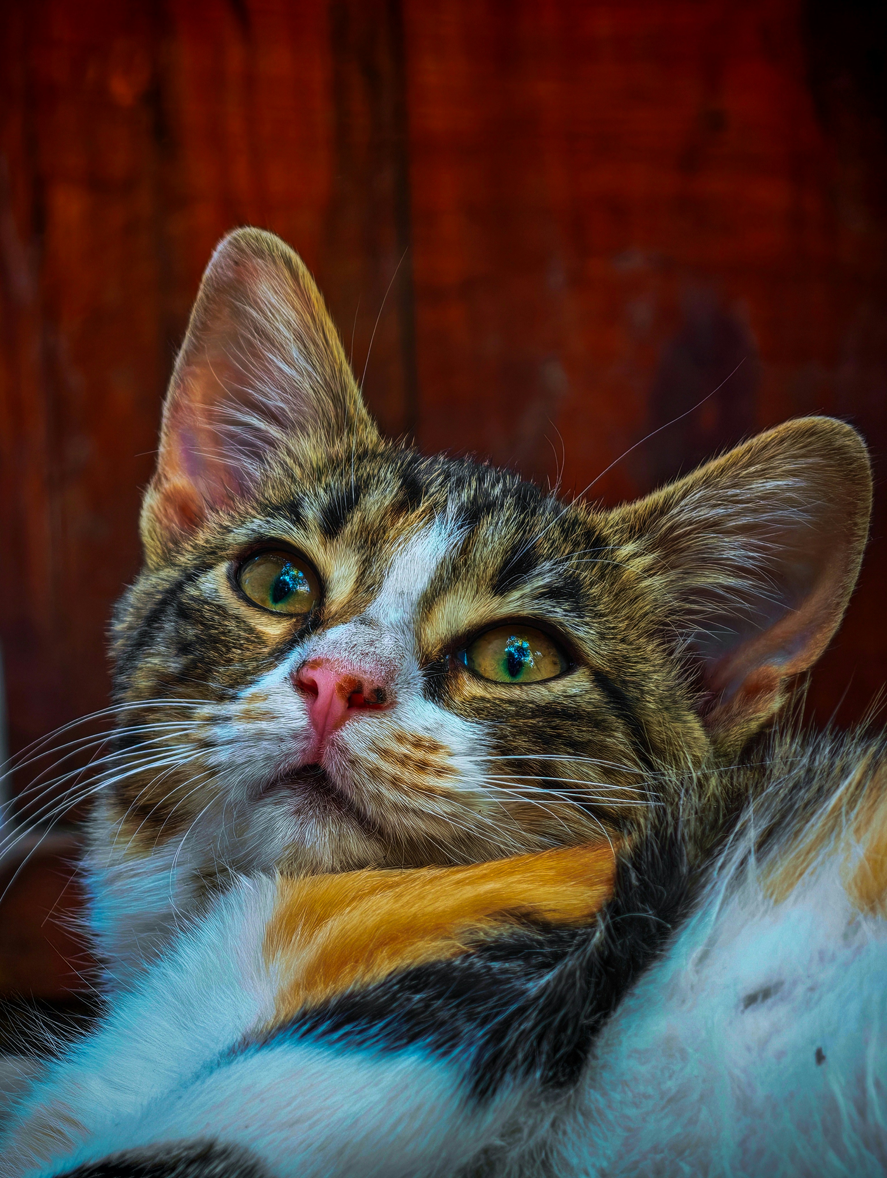 Curious Gaze: Calico Cat Reaches for the Morning Light