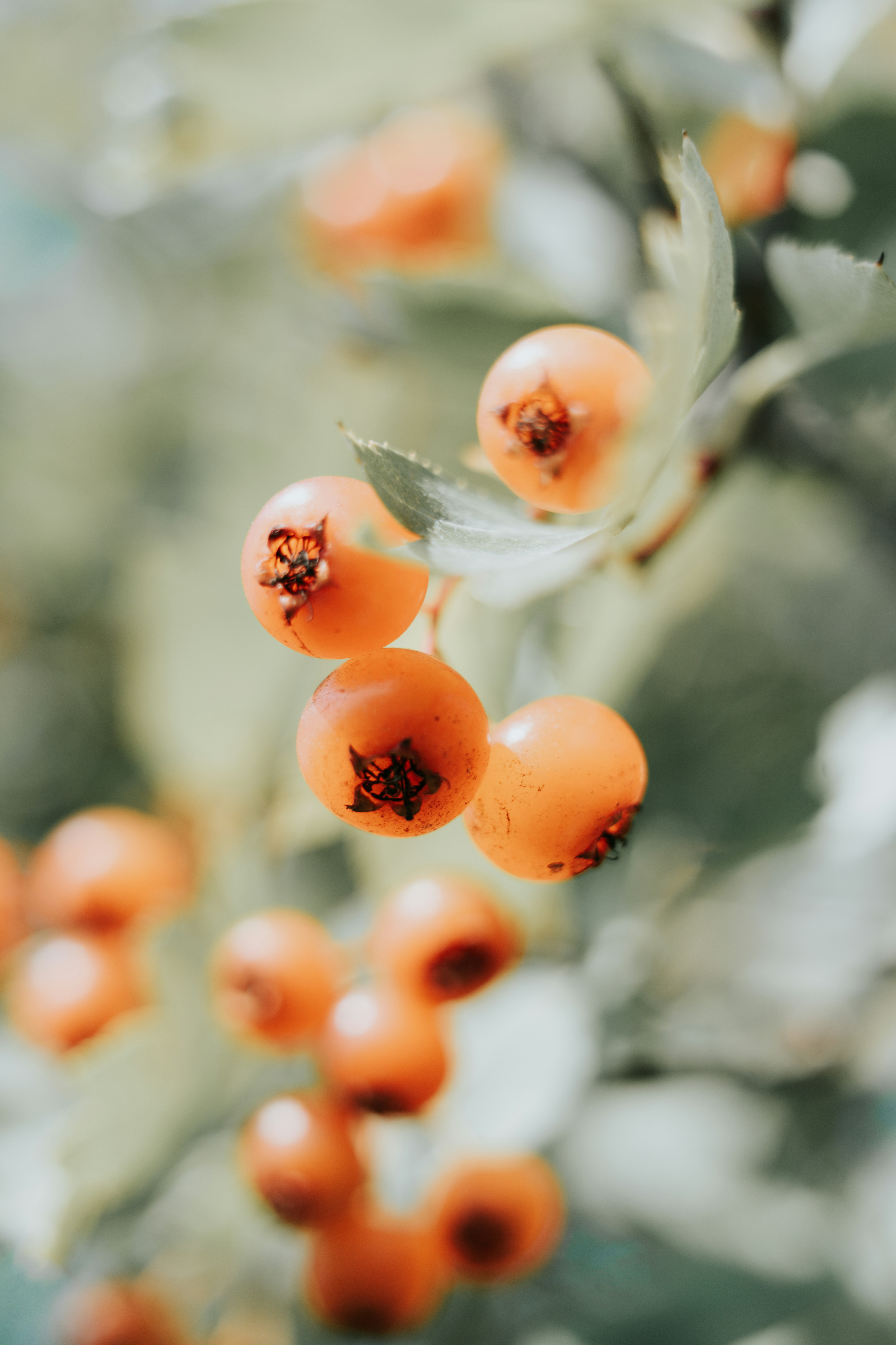 Orange berry cluster in soft-focus greens