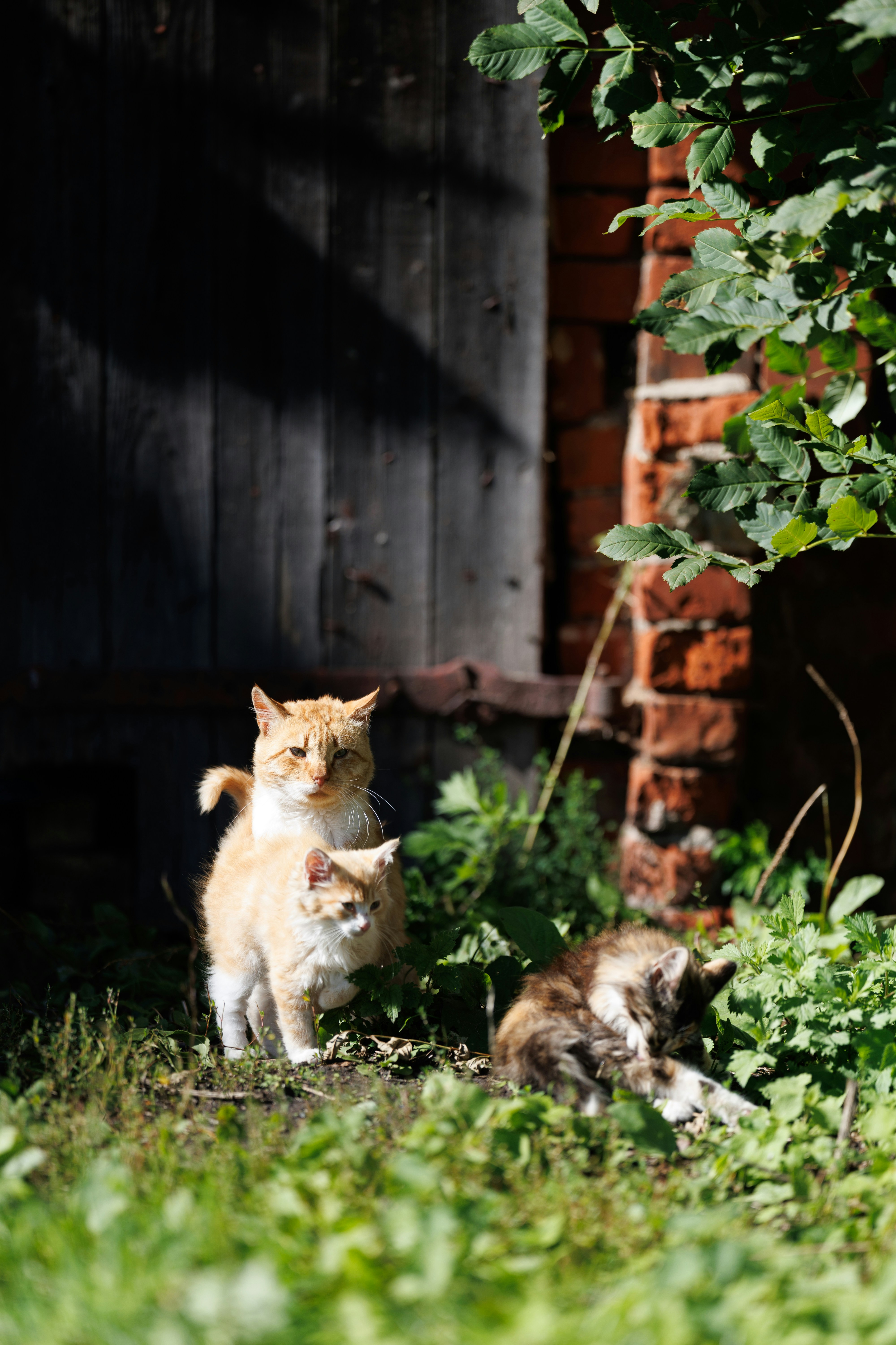 Sunlit Trio: A Warm Morning with Curious Kittens