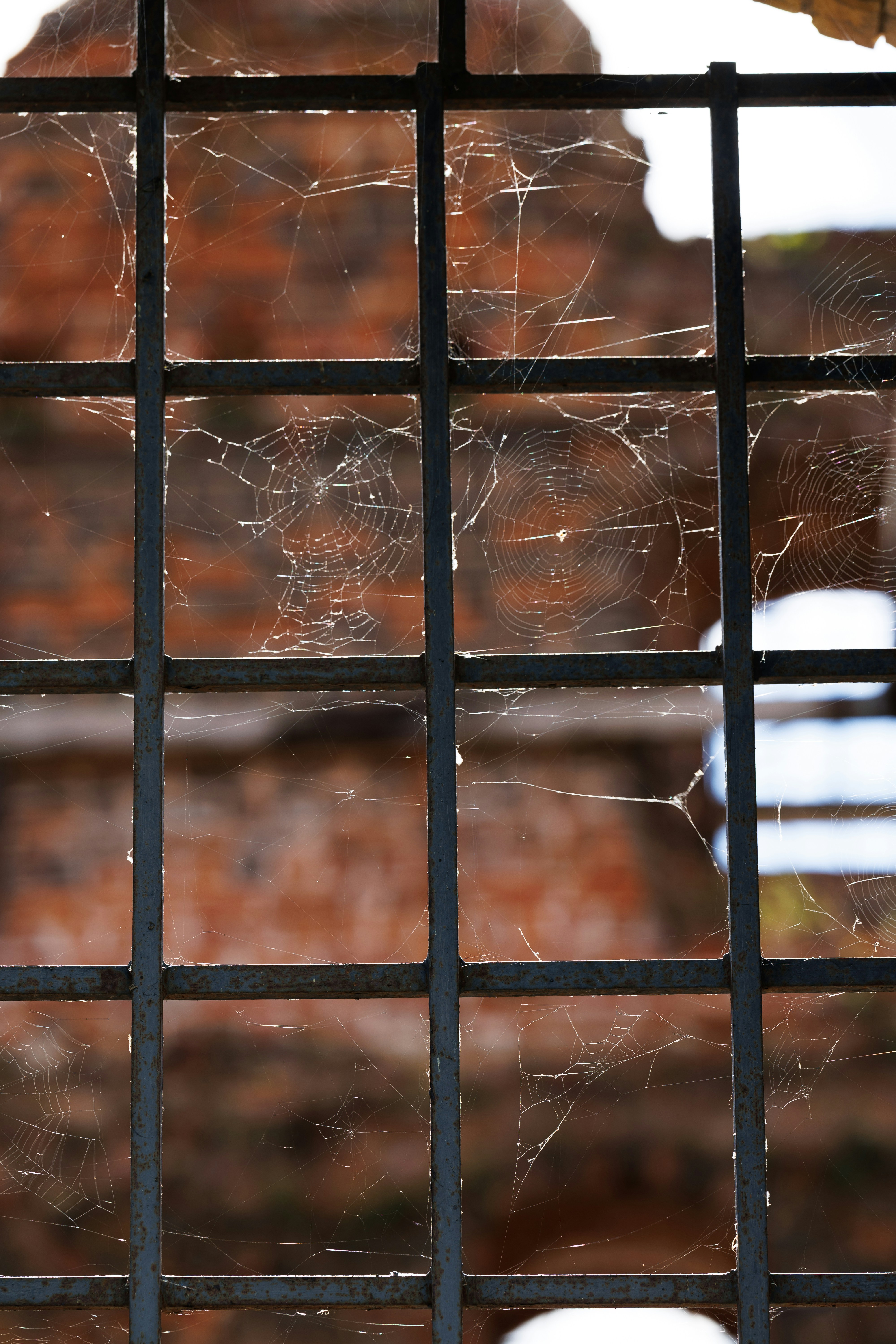 Spider Silk Lattice on Weathered Iron Grid