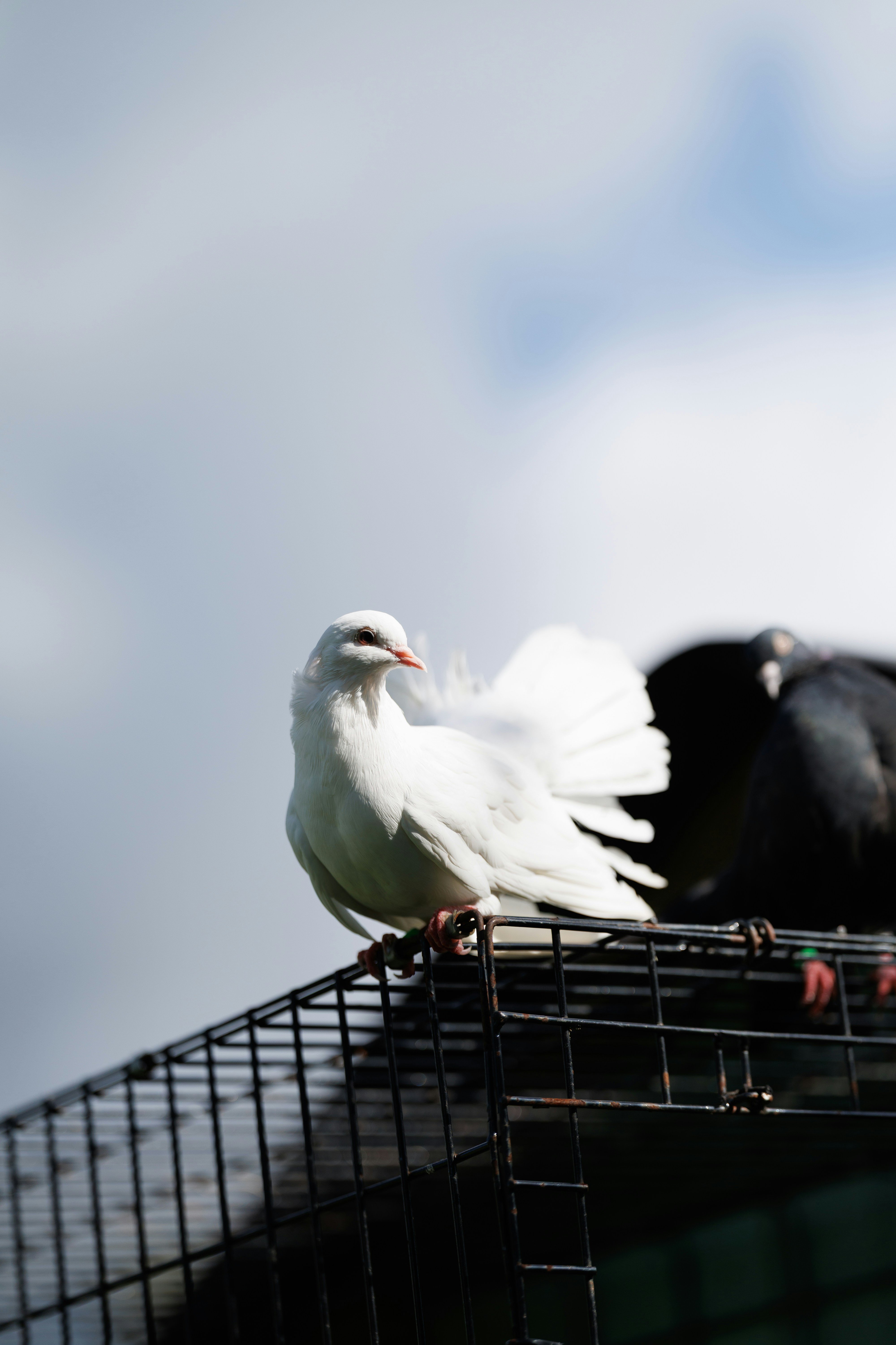 White Dove on the Cage: A Quiet Moment Against a Blue Sky