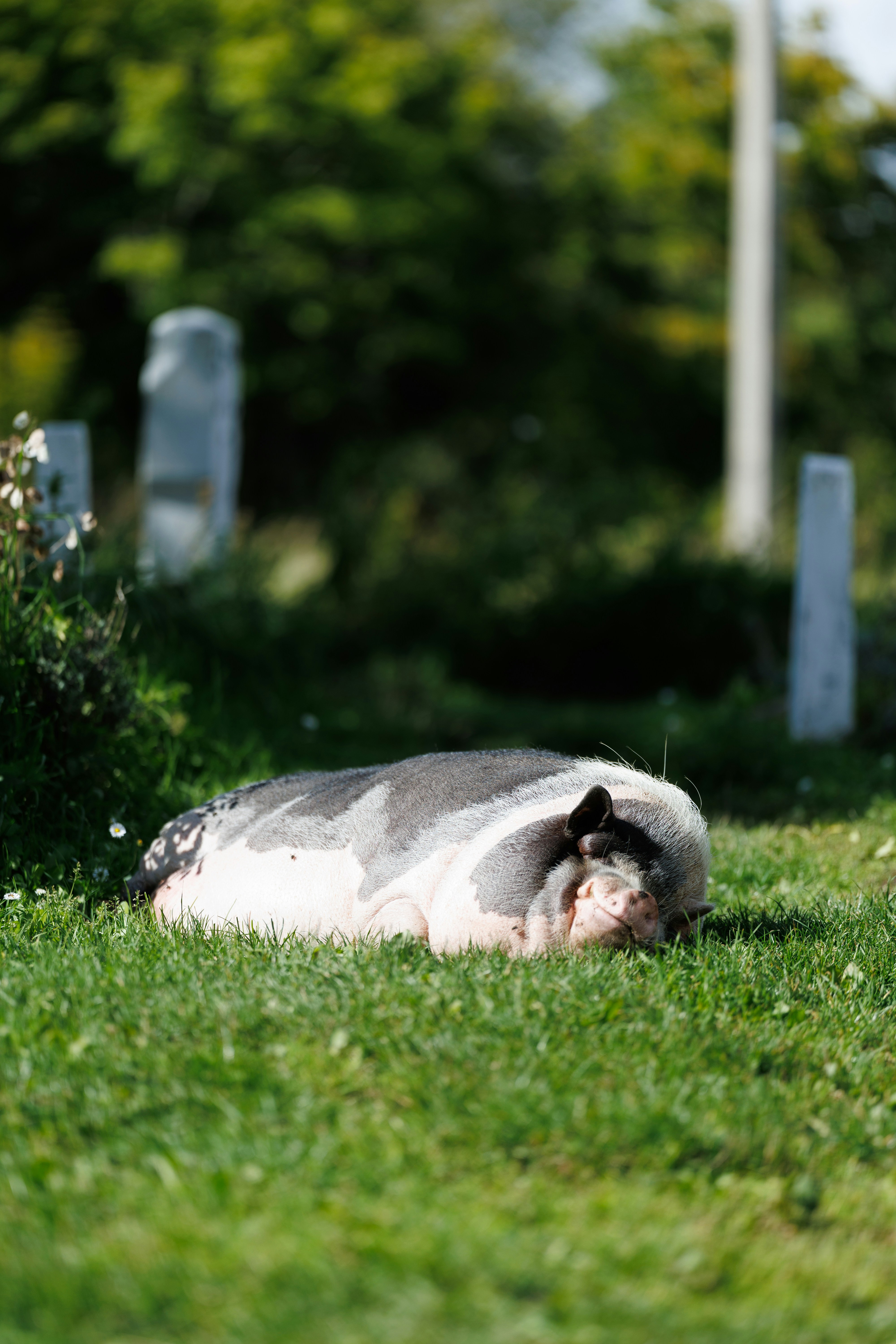 Sunlit Slumber in the Pasture
