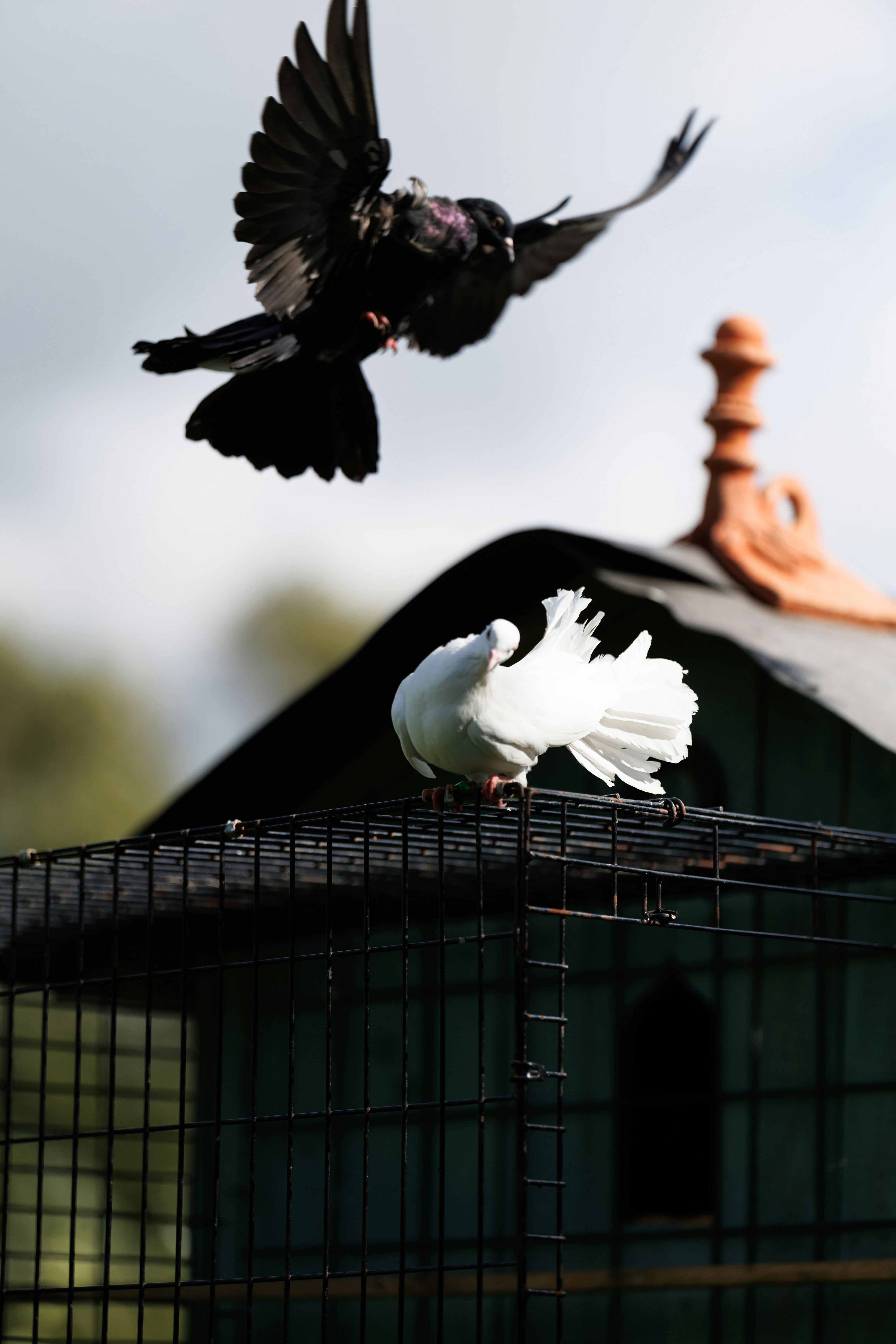 Raven's Descent and Dove's Post