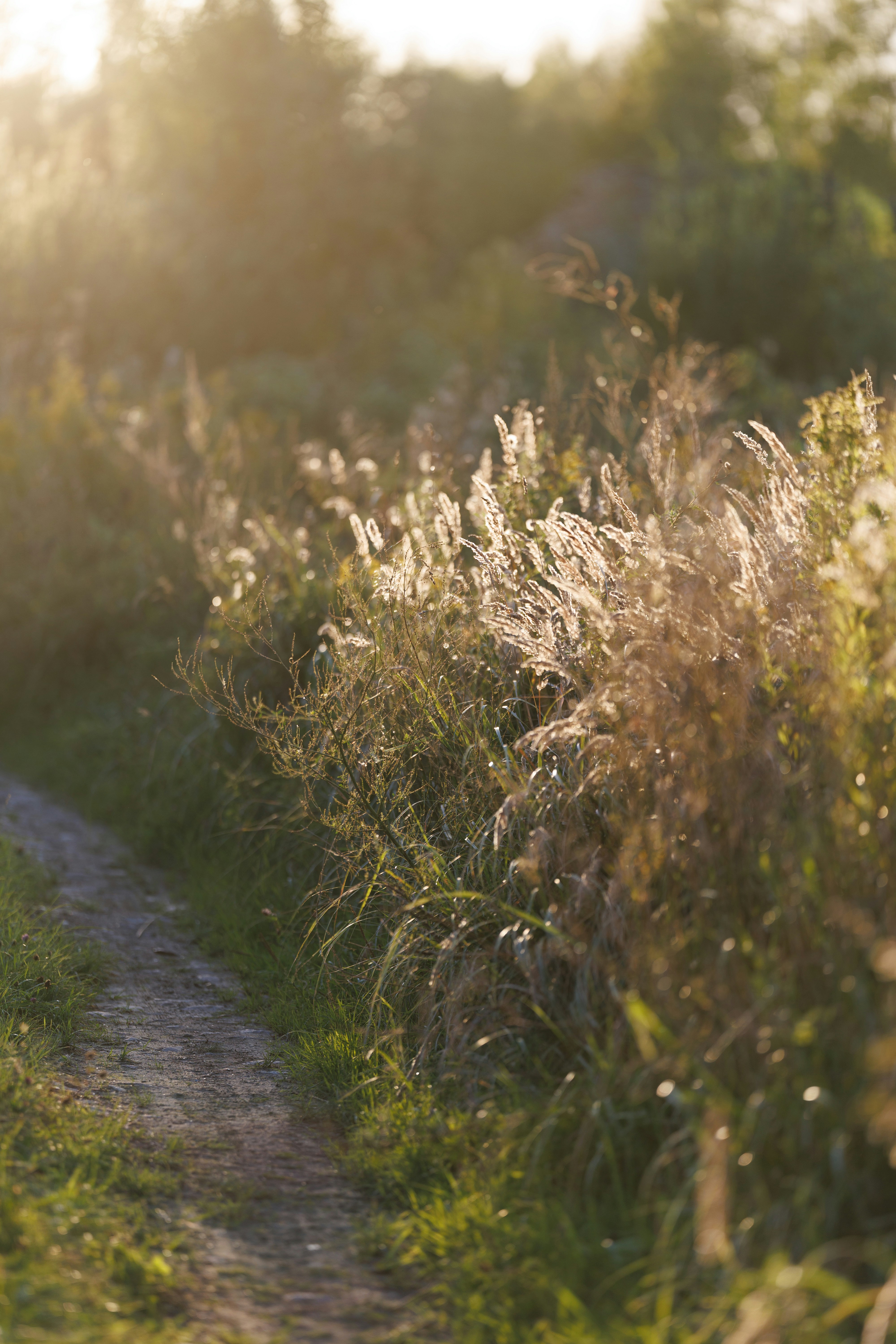 Golden Path Through Quiet Blades