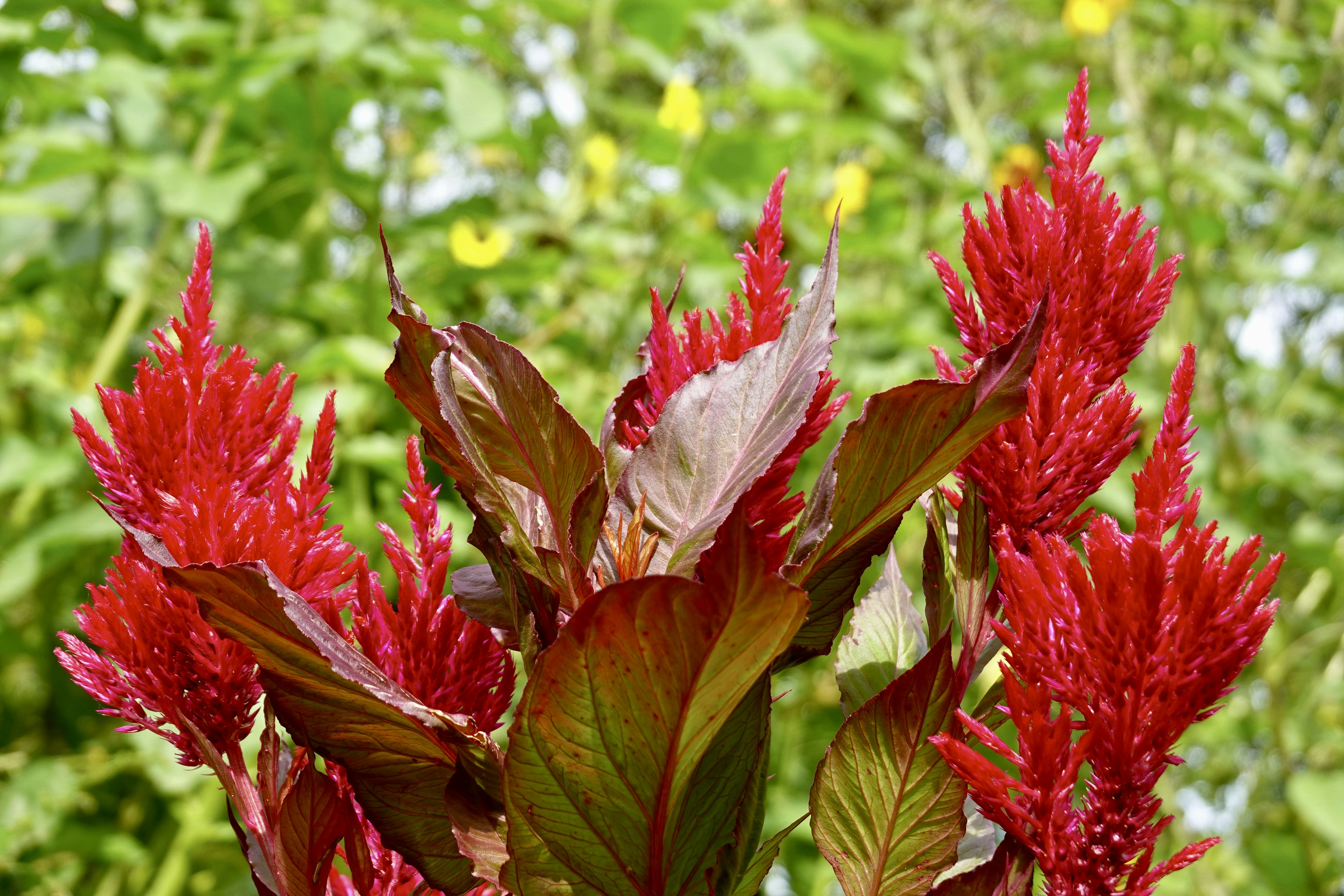 Crimson Plumes in a Sunlit Garden