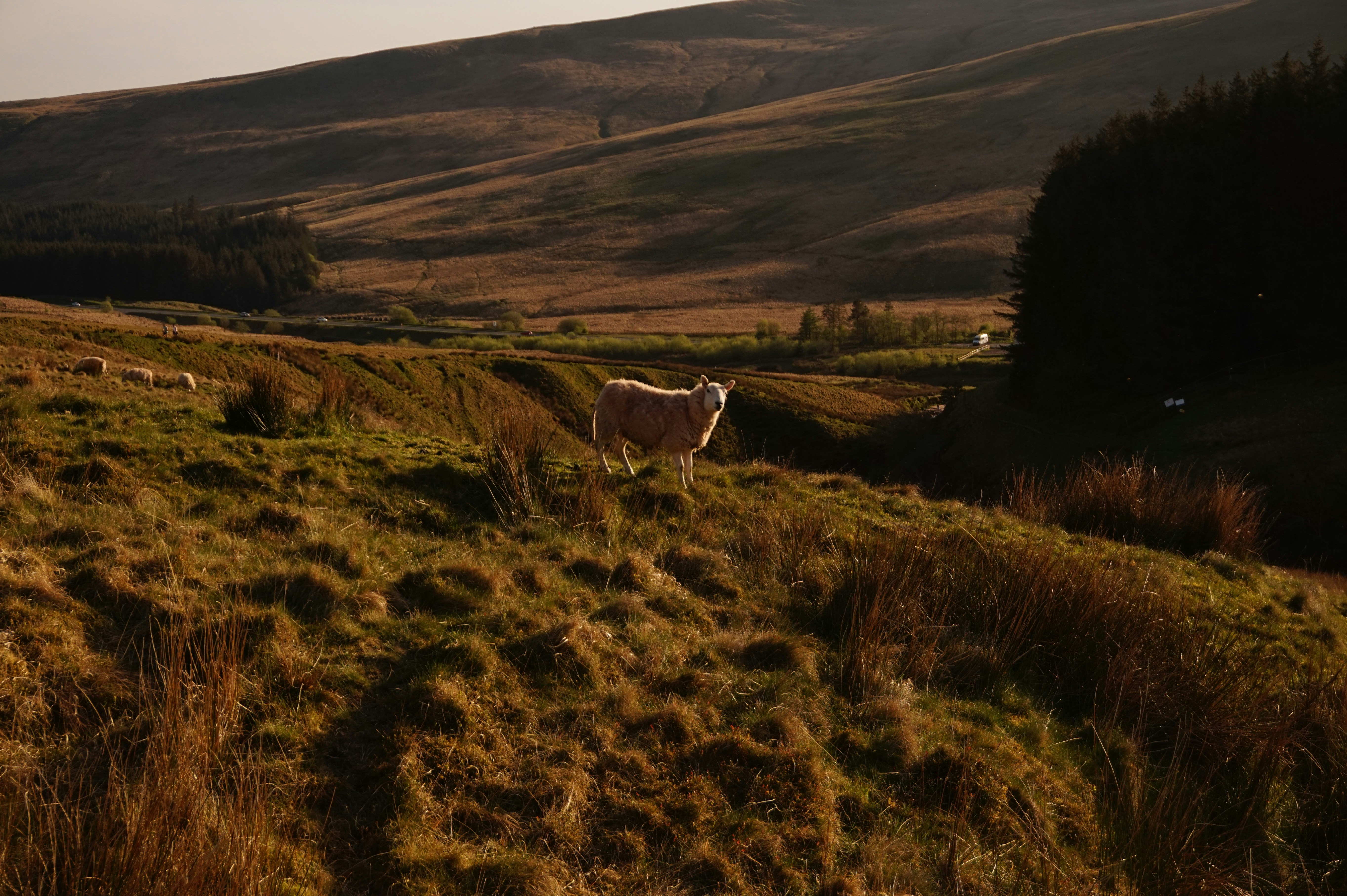 Golden-hour pasture with a lone sheep resting amid tall grass and rolling hills; a quiet rural scene with distant trees and soft warm light.