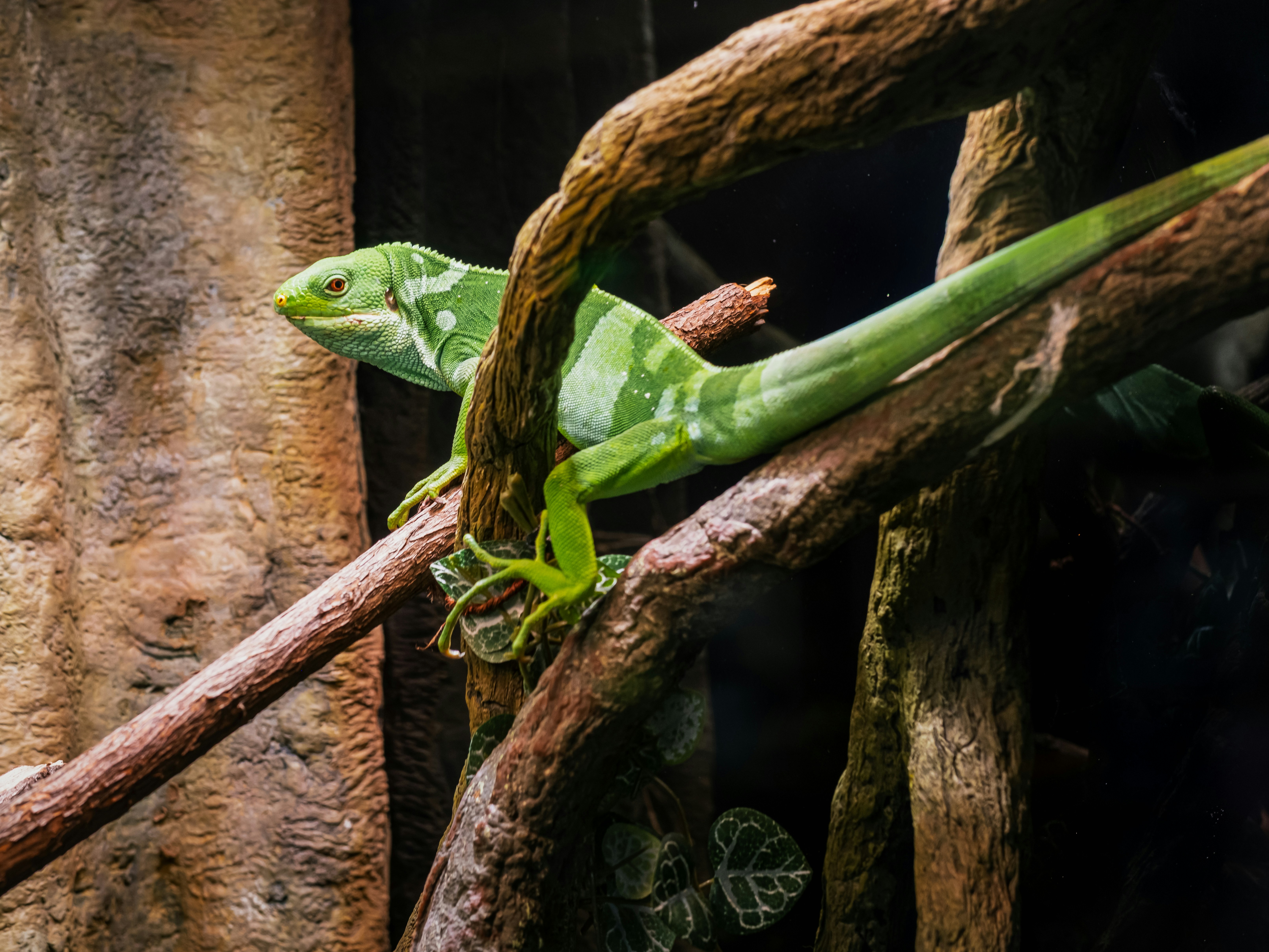 Emerald Arboreal Sentinel: A Green Basilisk Poised on Twisted Branches