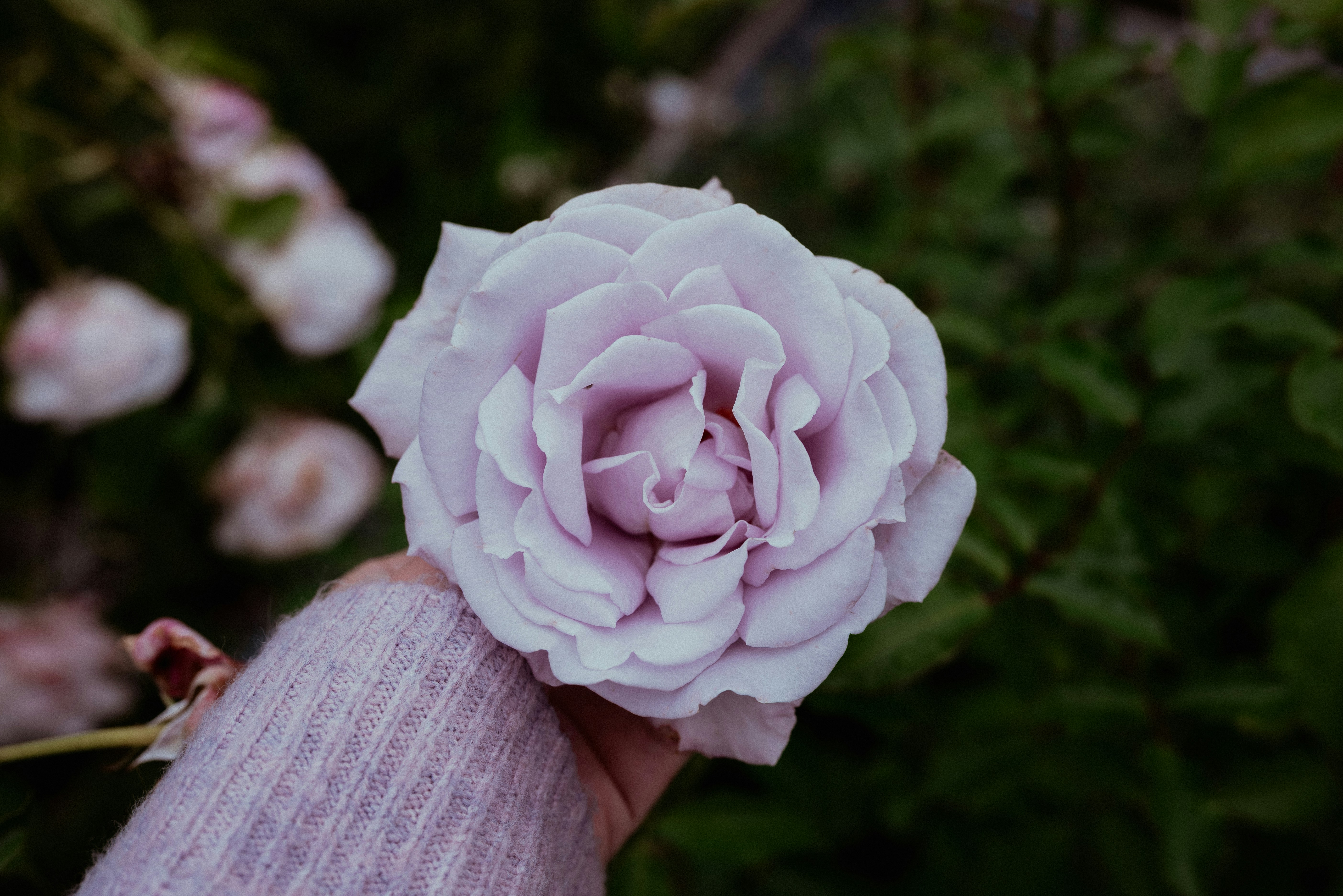 Soft Rose in Hand: a Quiet Bloom against Garden Green