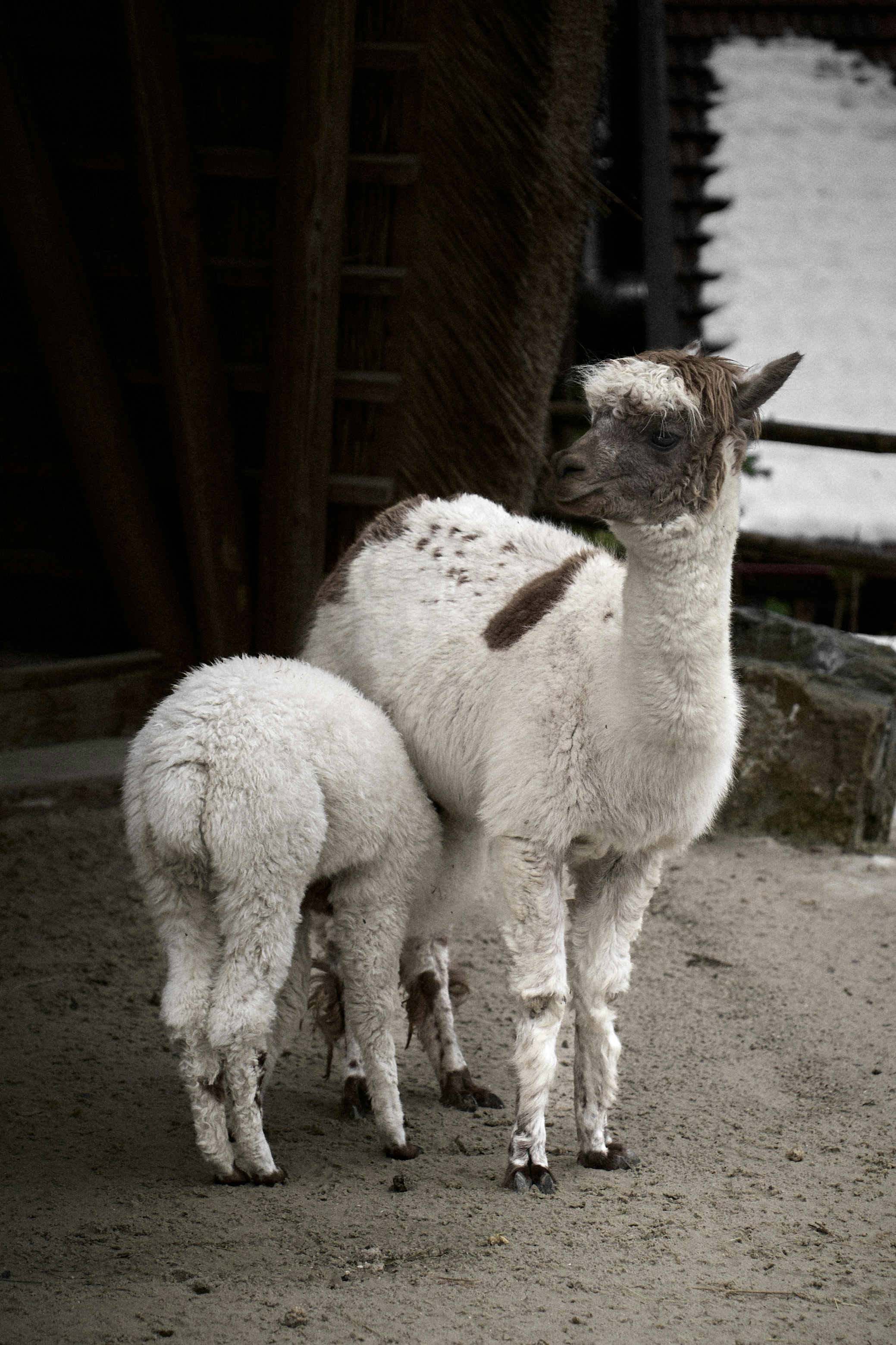 Twin Llamas in a Quiet Barn Courtyard