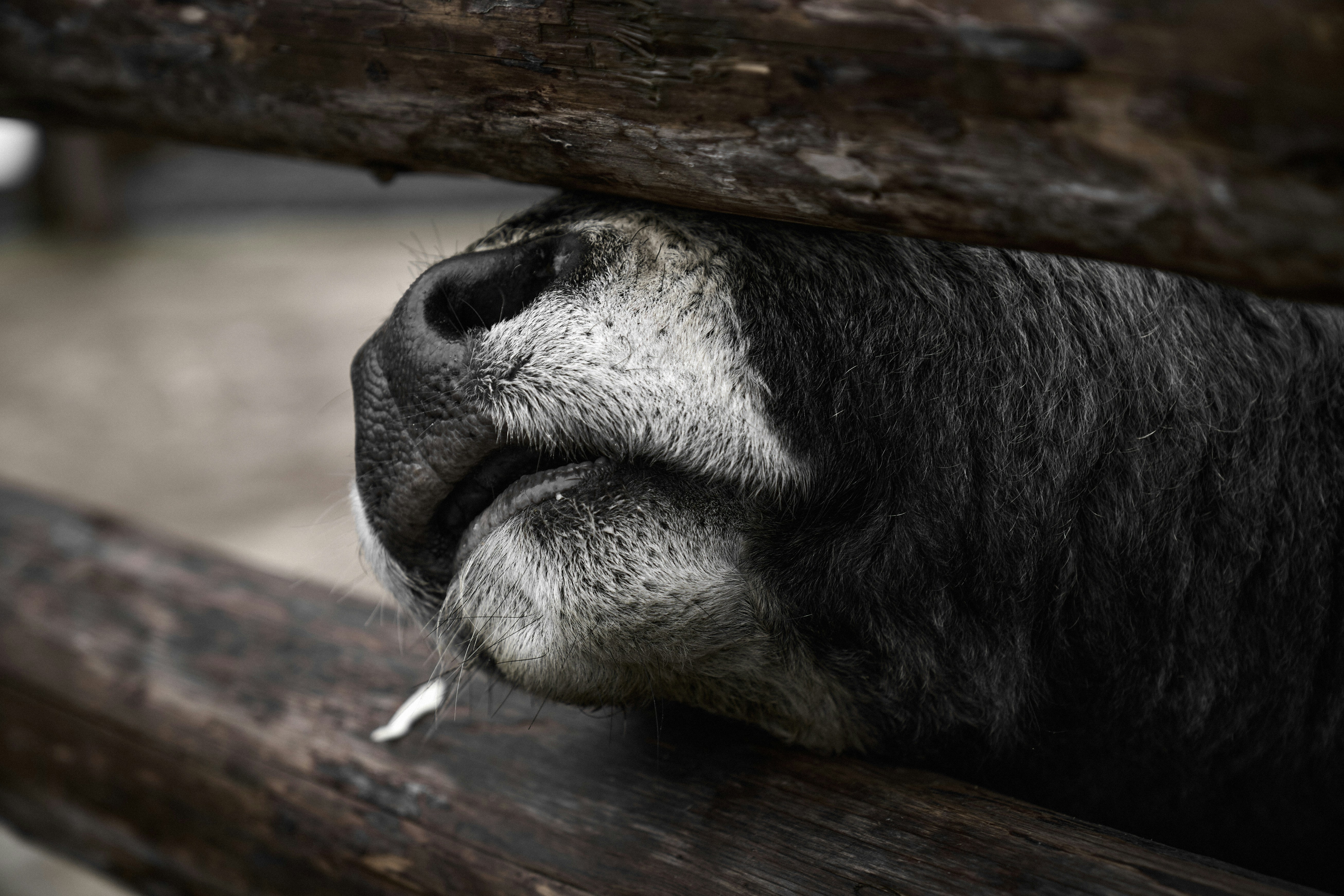  Nose Under Planks: A Quiet Moment Through Wood and Fur