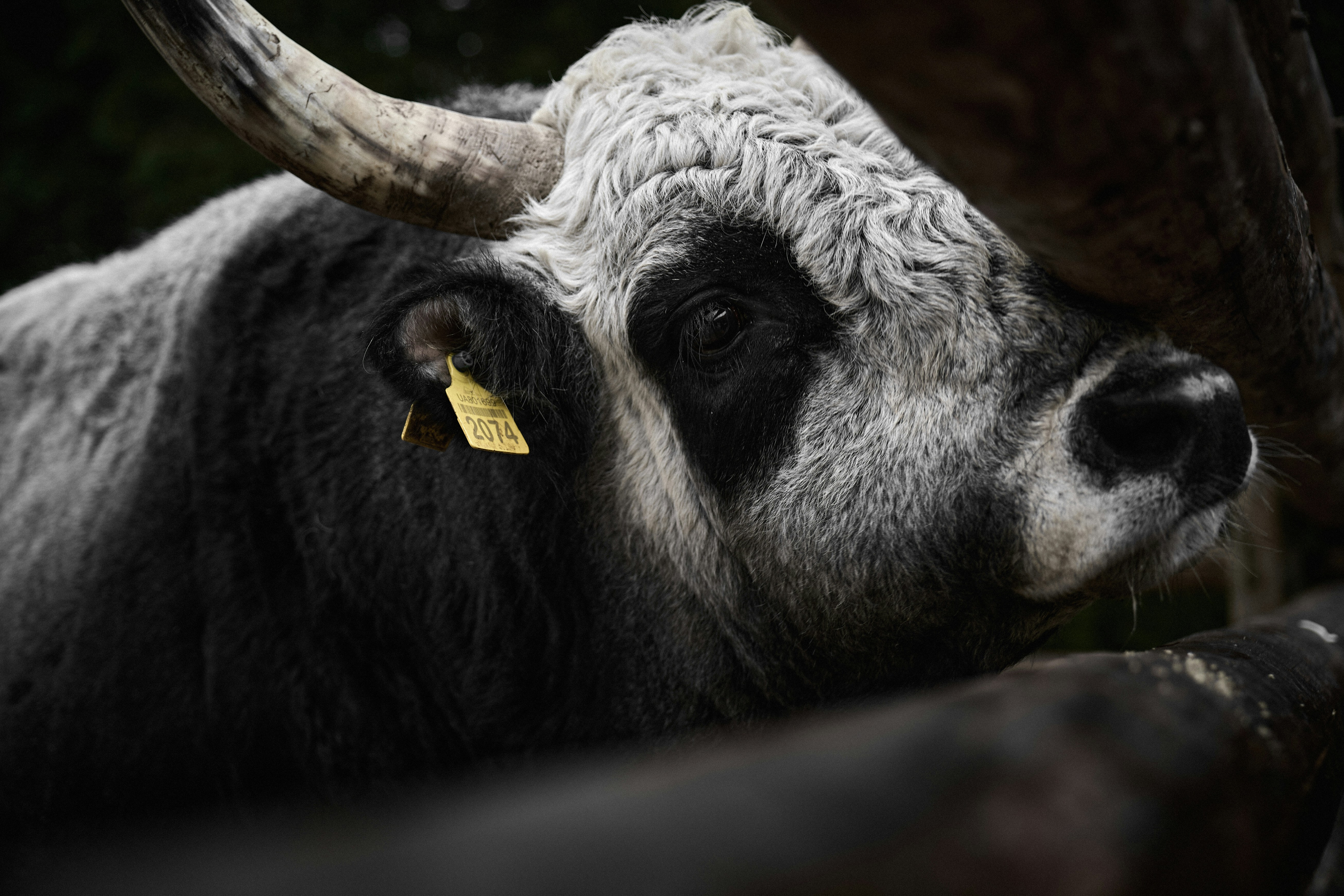 Close-up of a Highland Bull’s Head: textured wool, horn, and ear tag in soft shadow