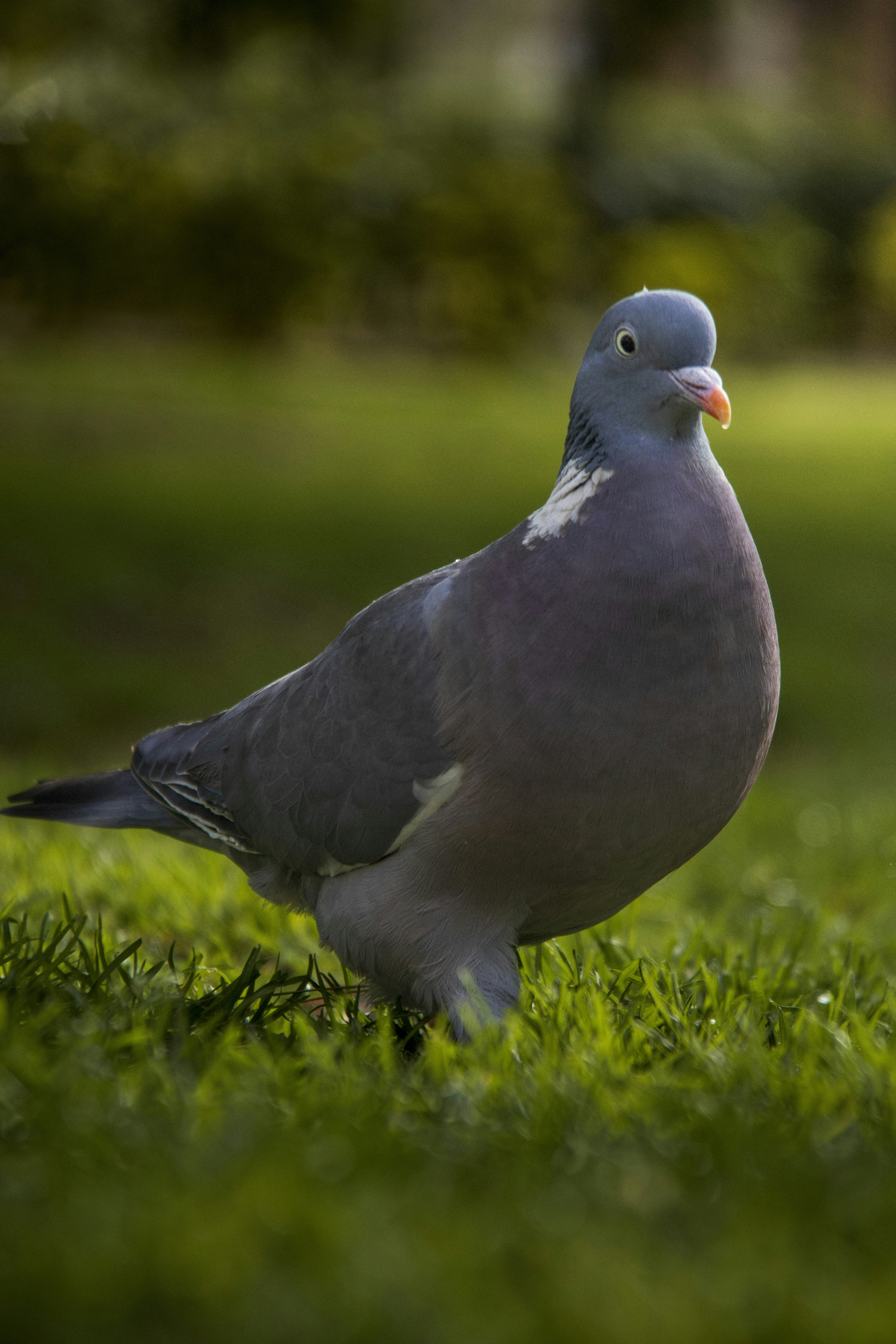 Pigeon in a Sunlit Park: Soft Focus on a Quiet Moment