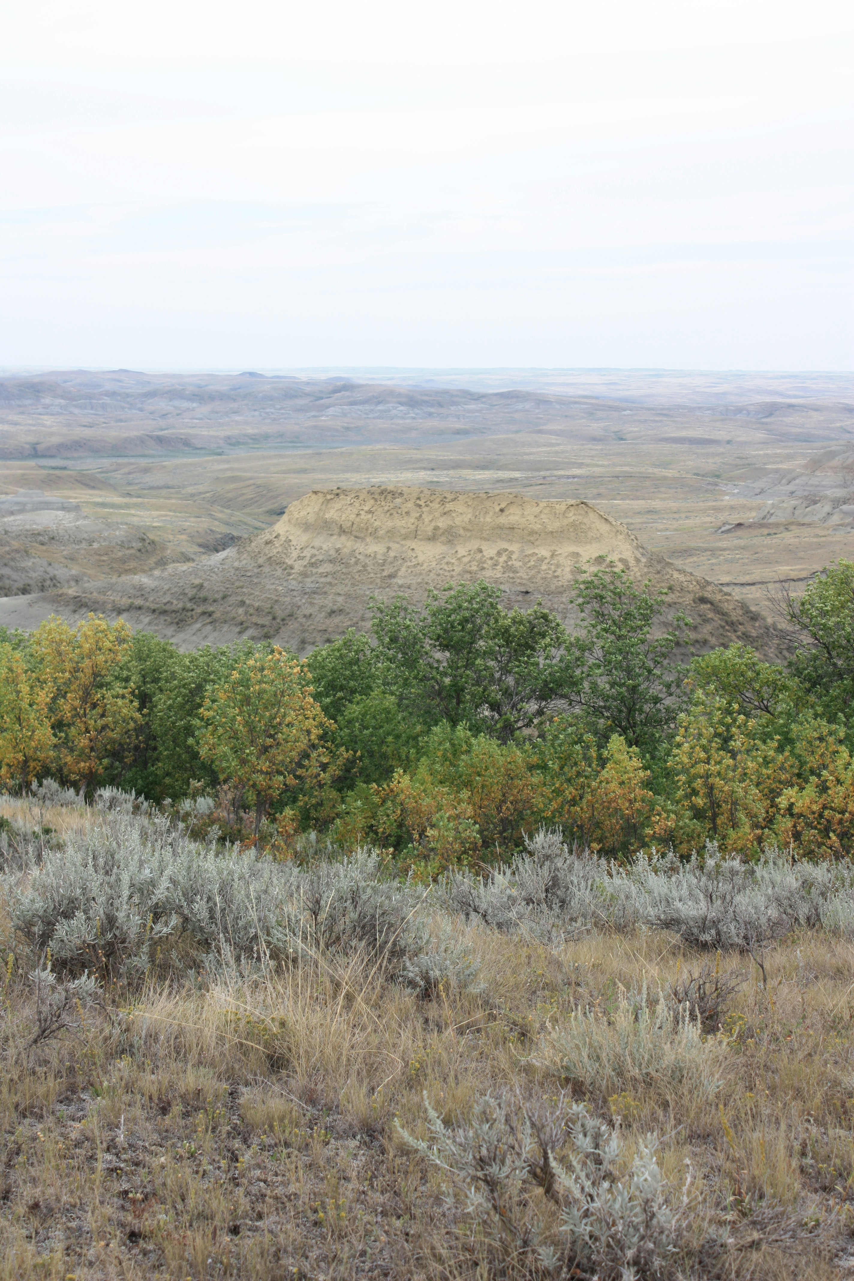 Colorful scrub and sparse trees frame a distant, flat-topped butte under a pale sky, revealing layered arid terrain that fades toward the horizon.