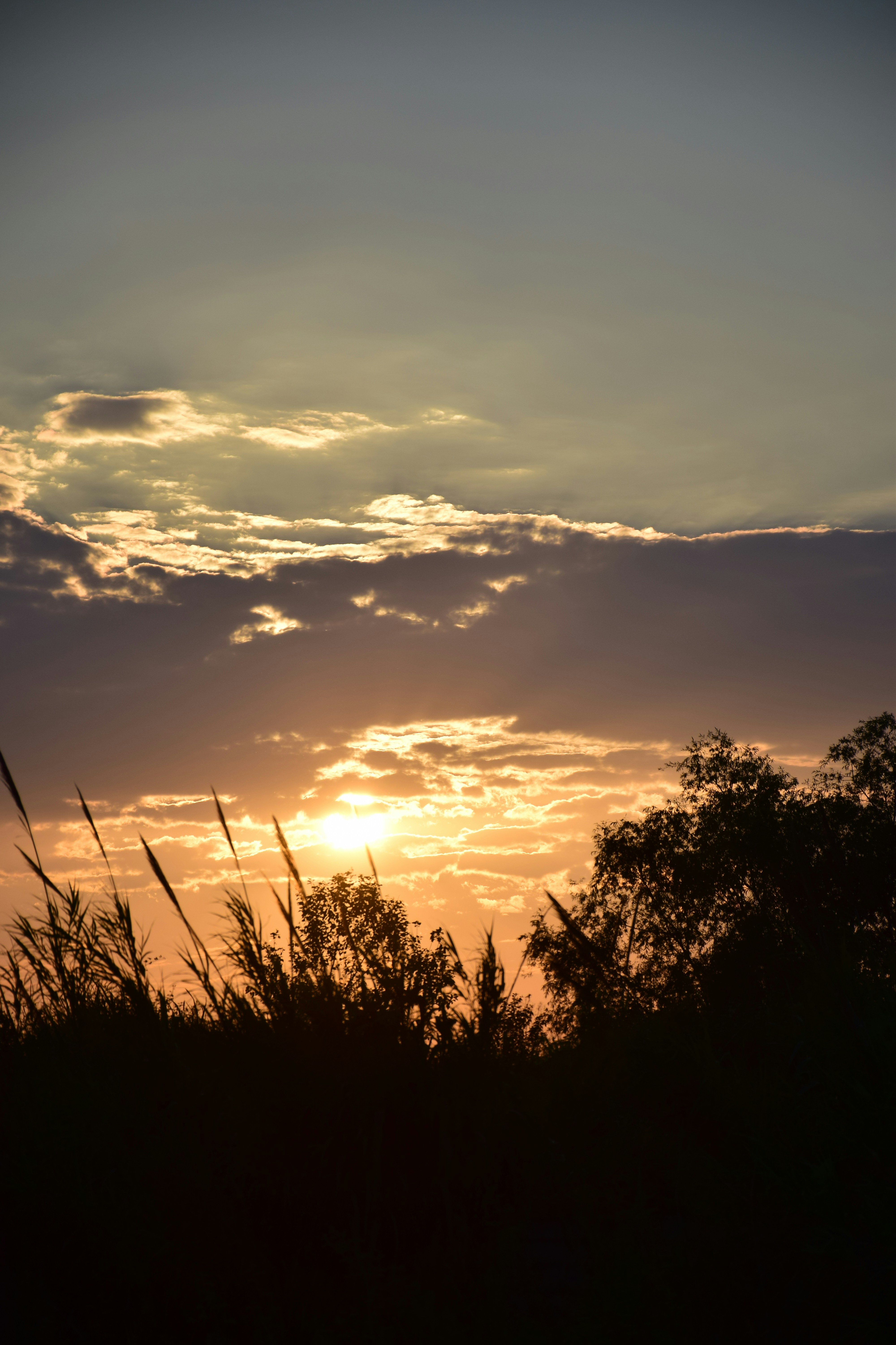 Silhouetted grasses and trees frame a warm sunset with sun peeking through low clouds; tranquil horizon scene suitable for landscape emphasis.