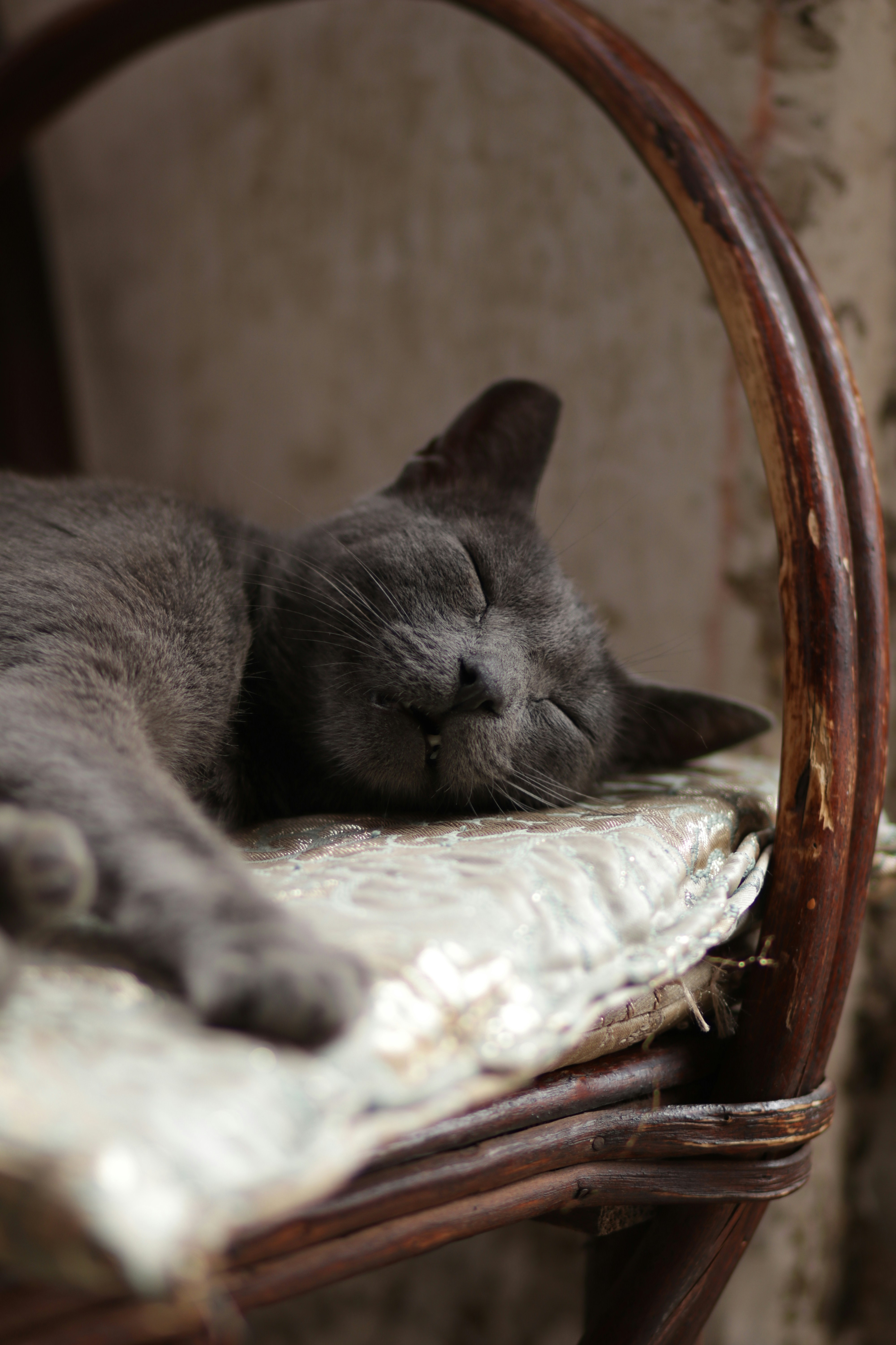 Slumber on a Rustic Settee: A Quiet Moment with a Gray Cat