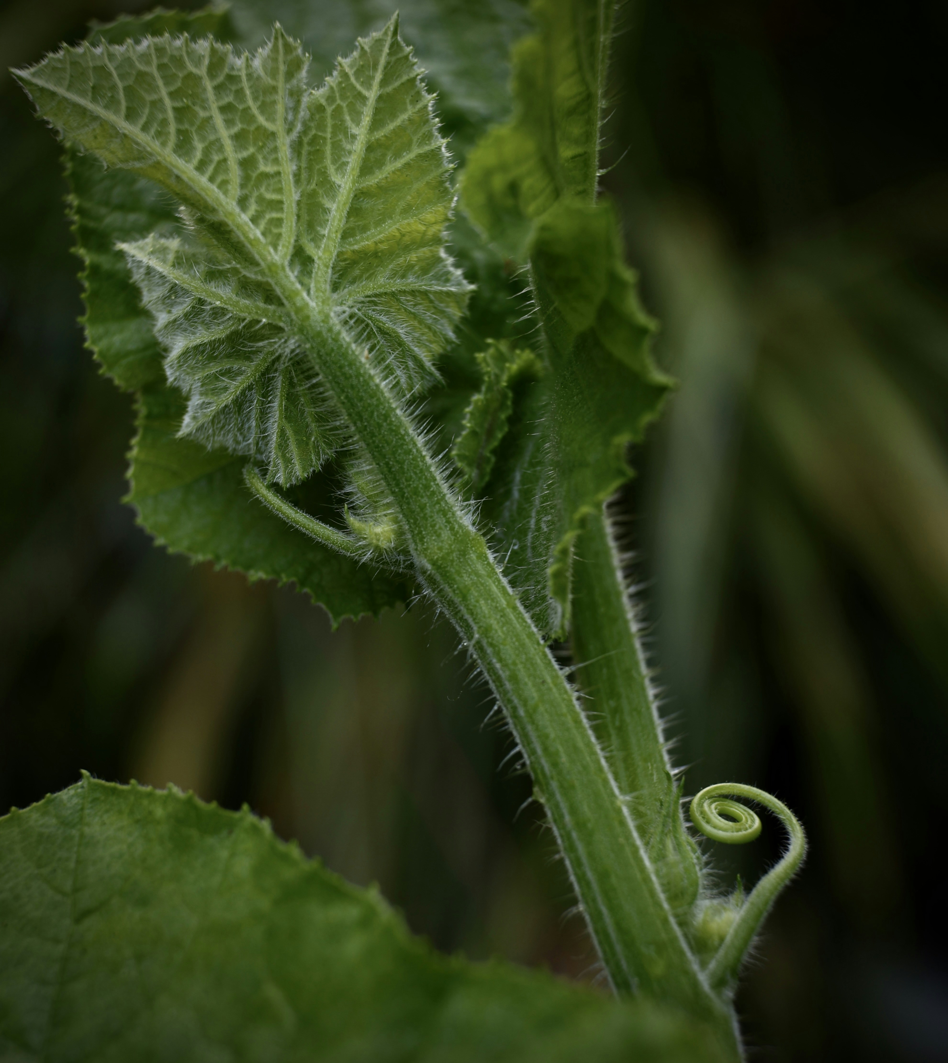 Fuzzy Green Tendril: A Macro Moment on the Vine