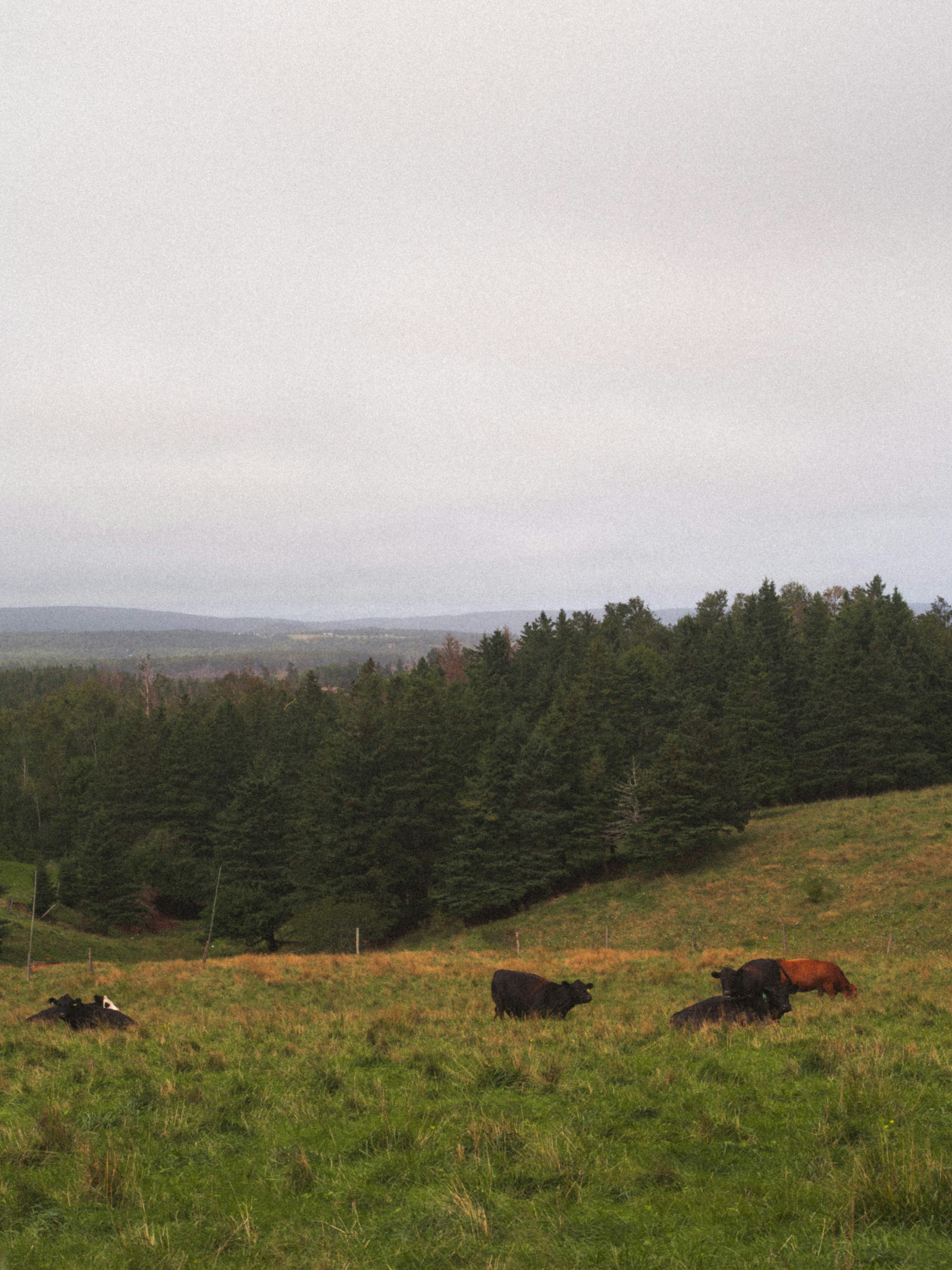 Herd of Cattle on a Rolling Field Beneath a Pine Ridge