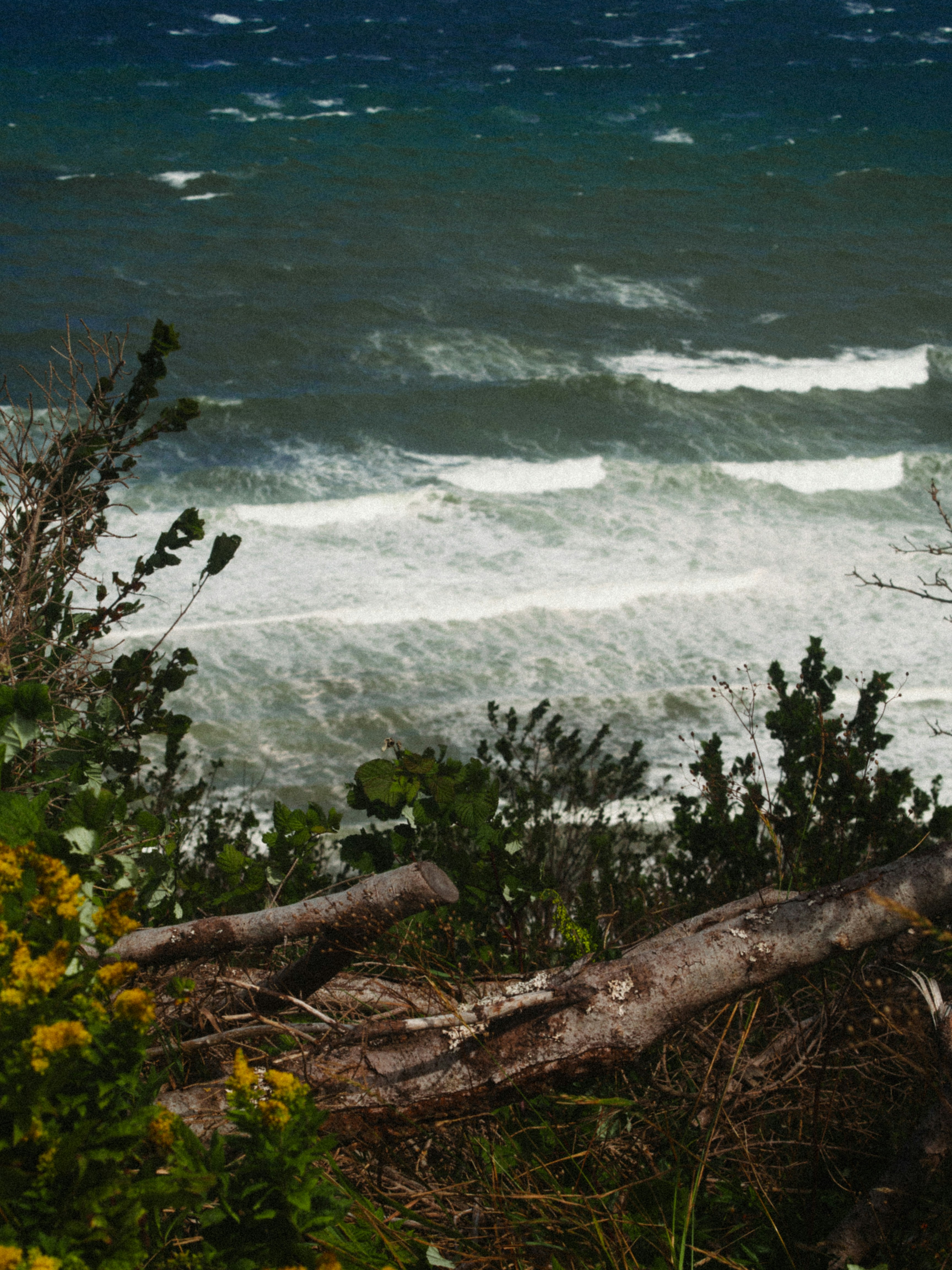 Cliffside Sweep: Greenery Framing the Wavemeet