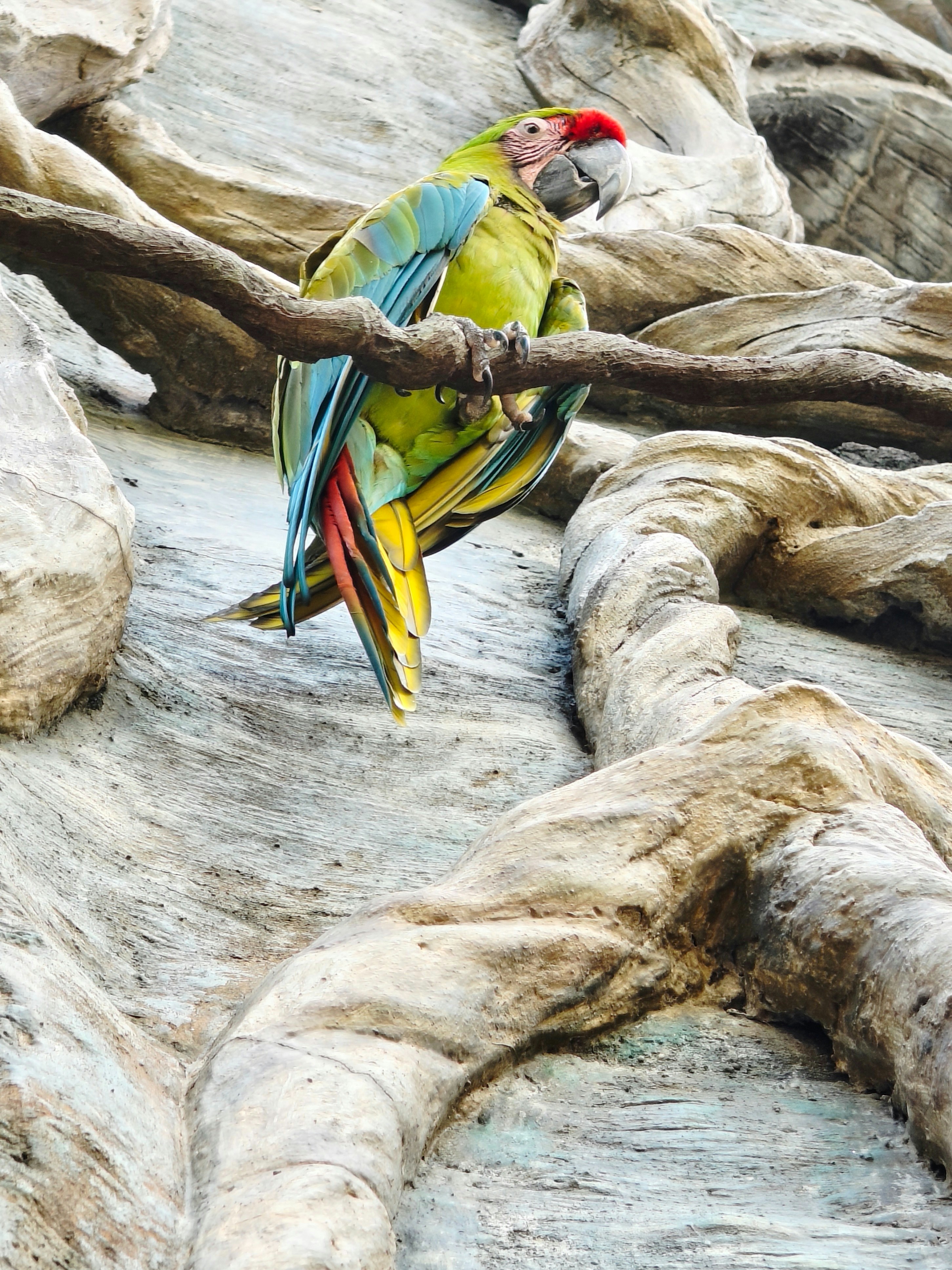 Colorful macaw perched on weathered driftwood, highlighting vibrant plumage against rocky texture. Photograph captures the bird as the focal point amid natural, sculptural wood with subtle depth.