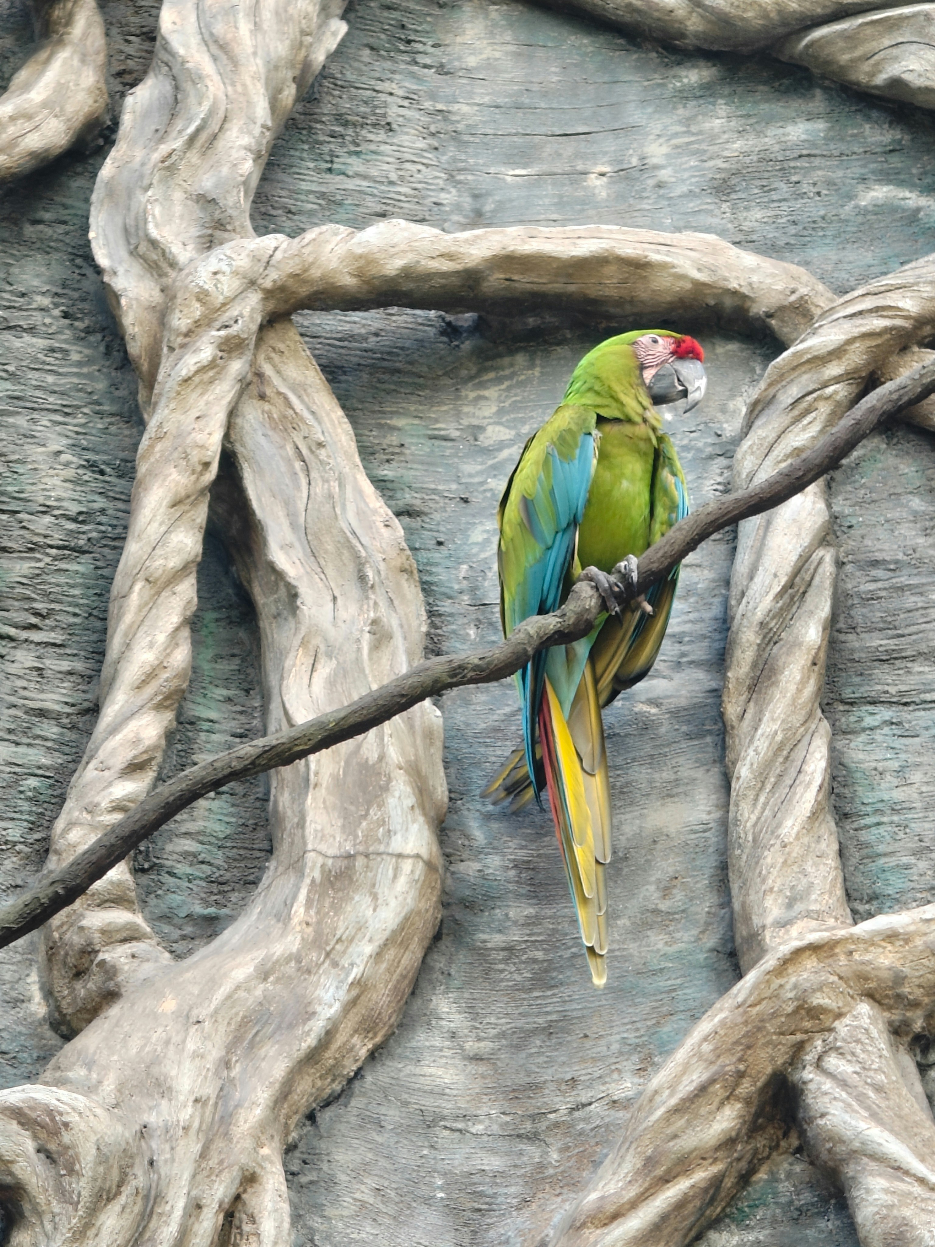 Vibrant green parrot perched on a branch set against a textured backdrop of twisting roots and a rugged wall. A decorative, natural scene highlighting color and detail in the bird and environment.