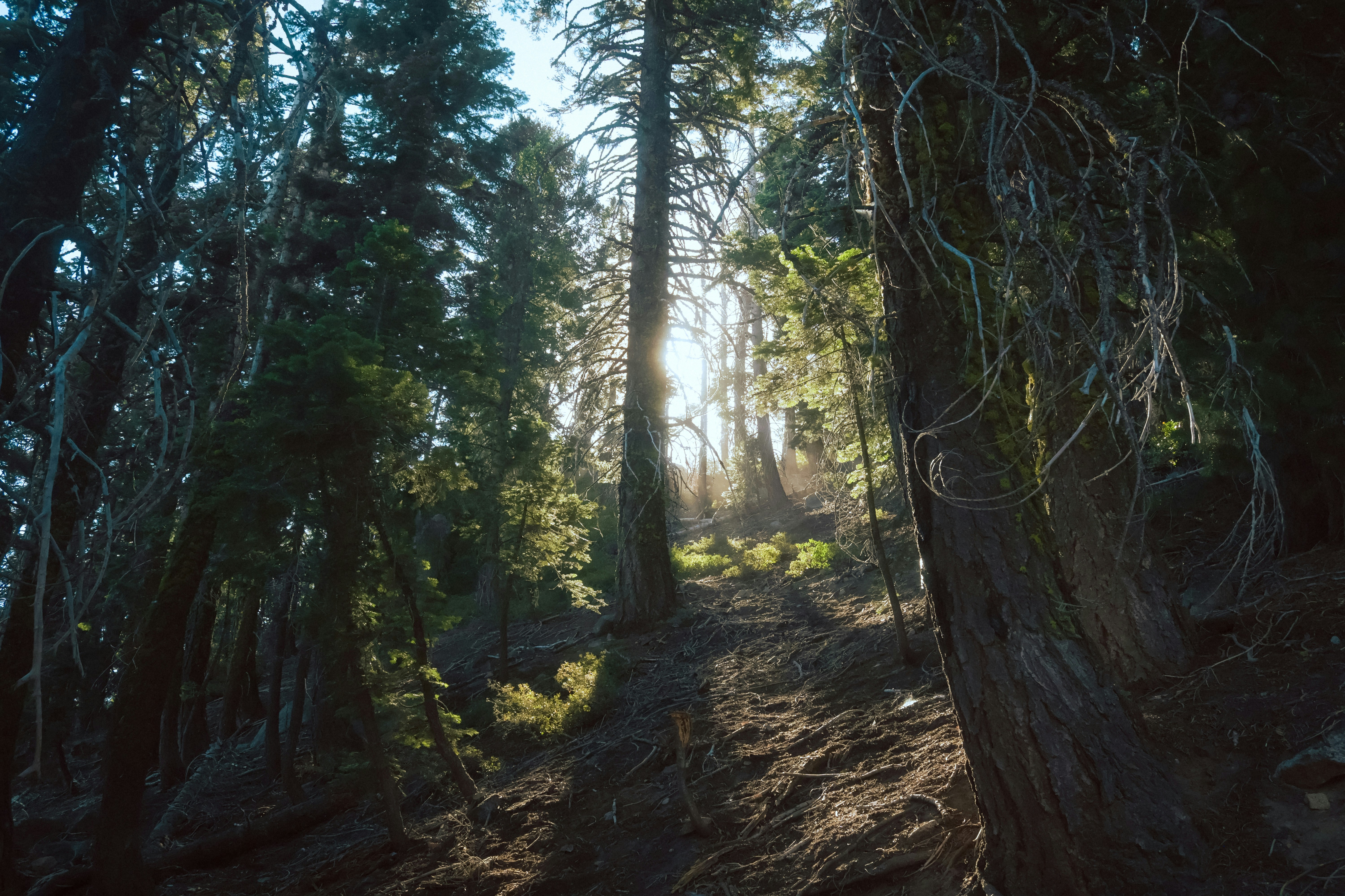 Sunlit Trail Through a Quiet Forest